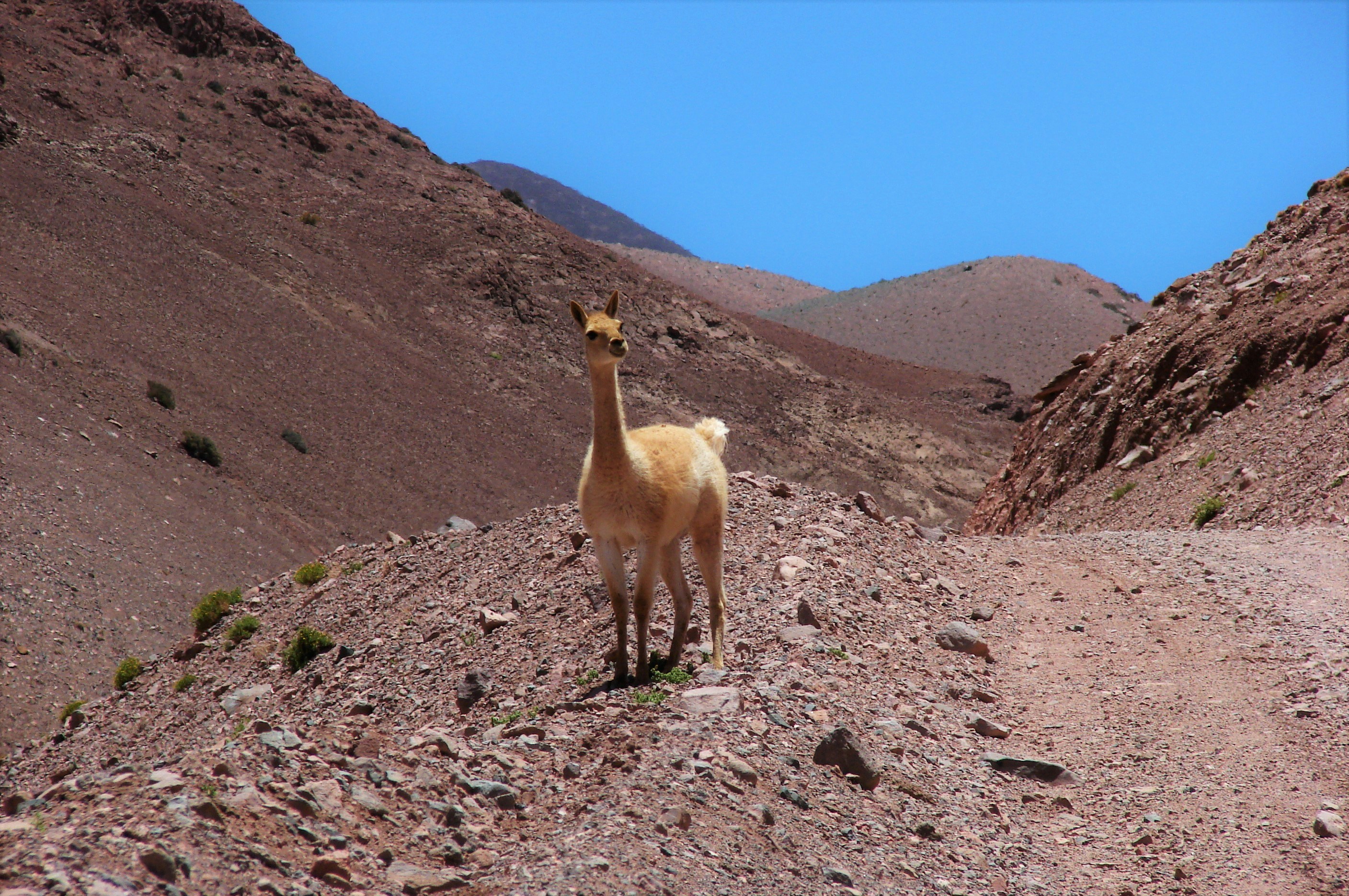 Desert Explorer: A lone vicuña amid rugged ochre slopes under a sapphire sky