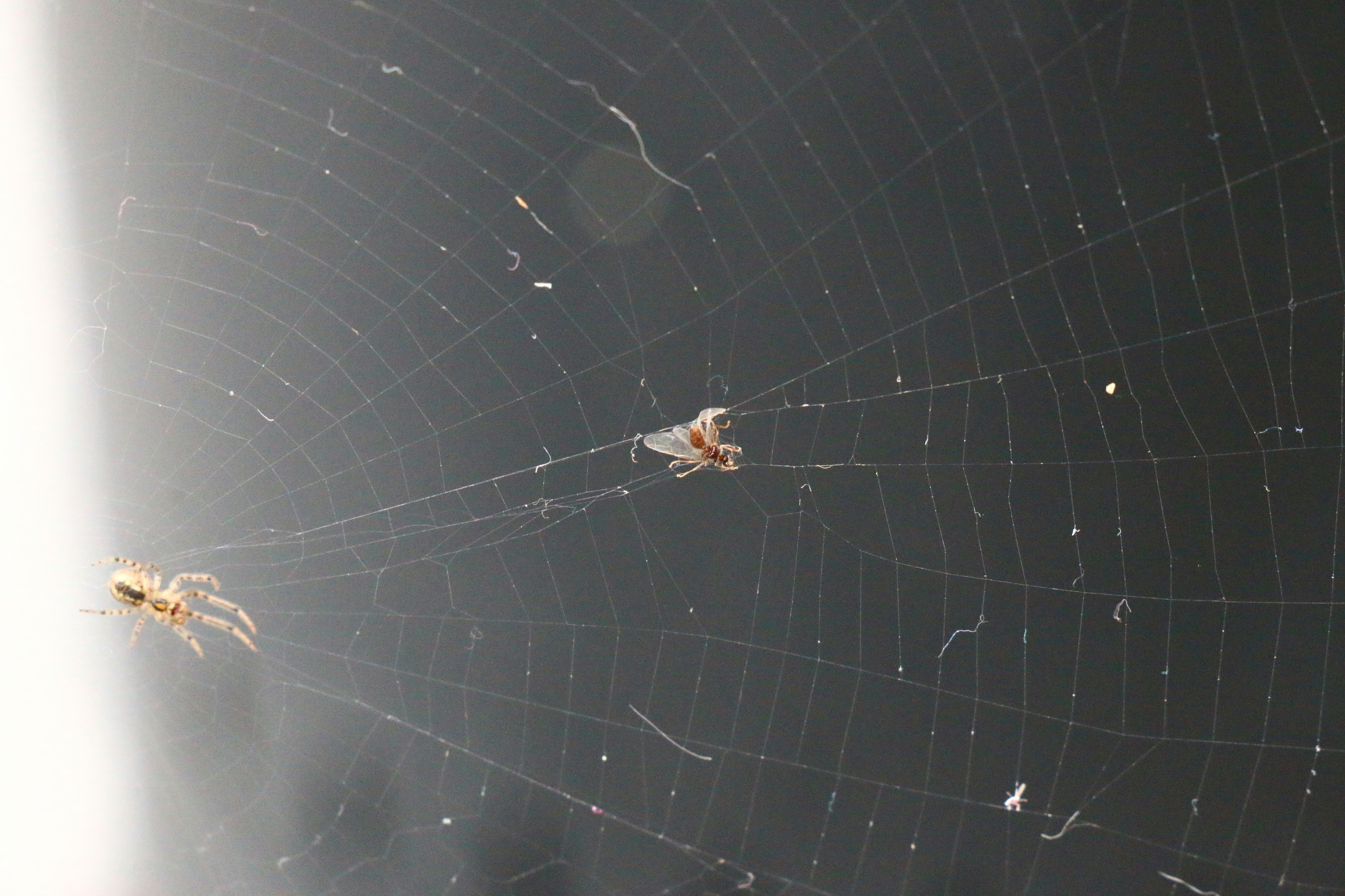 Two spiders navigating their intricate web, showcasing nature's delicate architecture and predatory behavior.