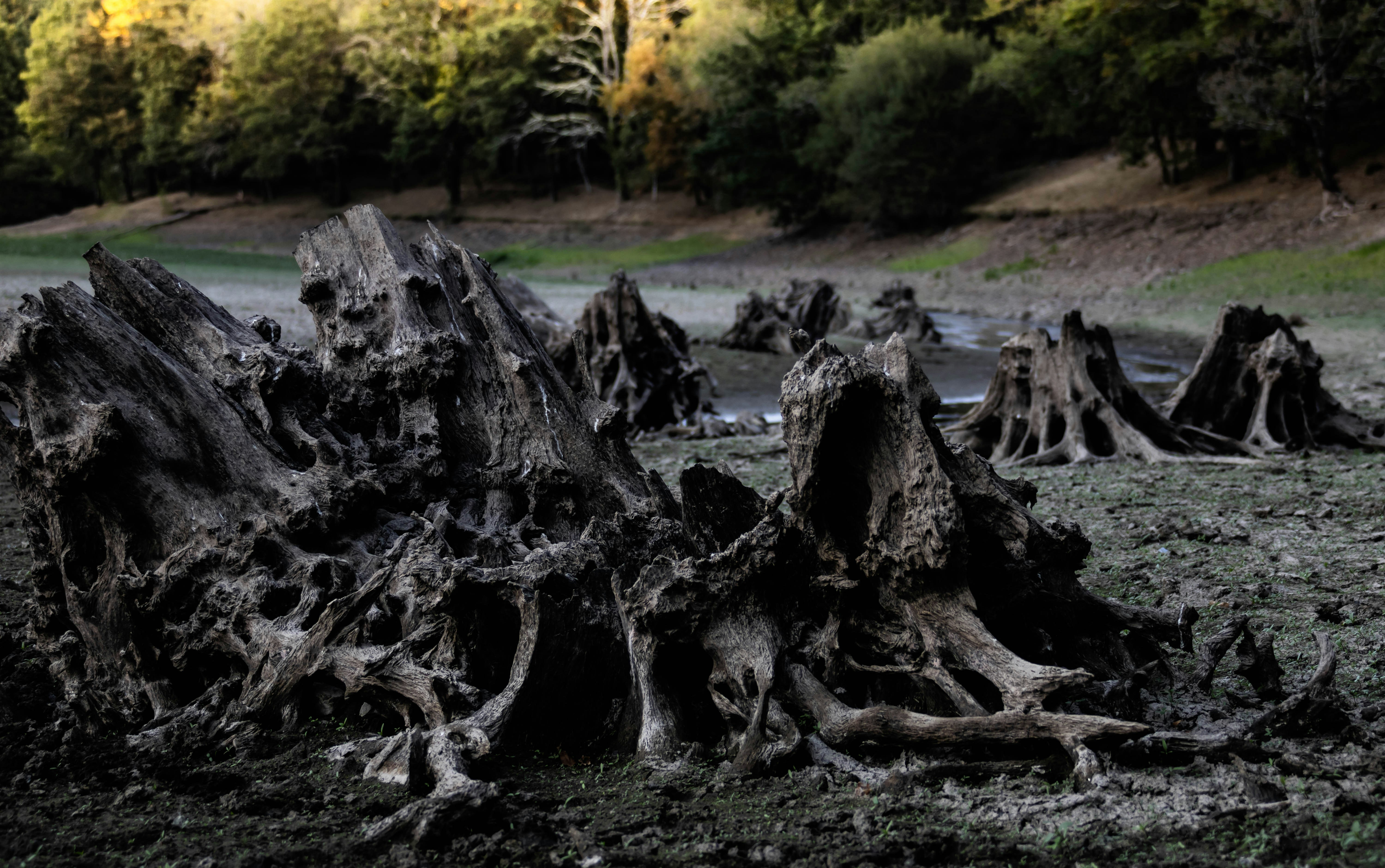 Rooted Traces: Endurance of the Riverbank Deserted by Water