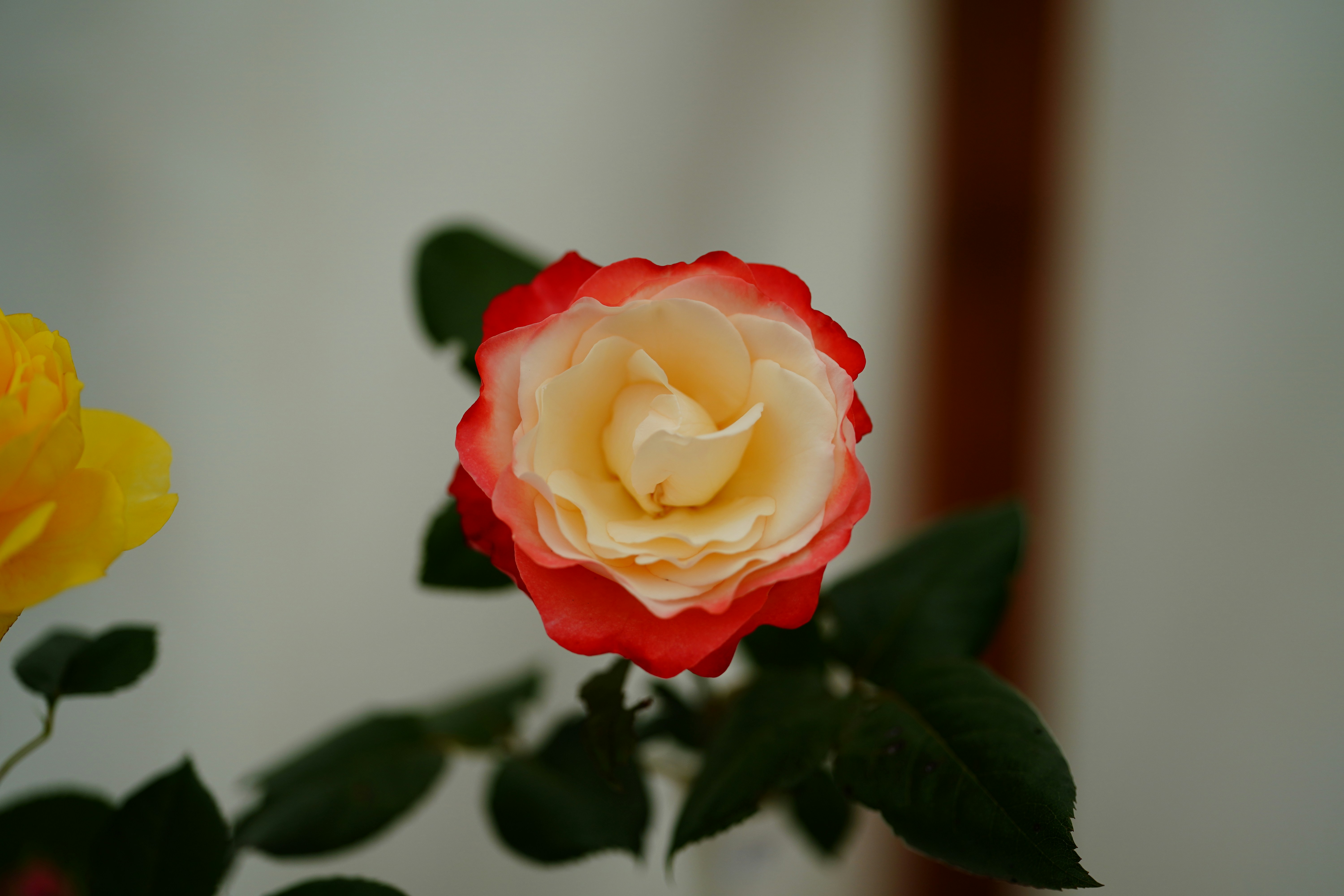 a close up of a rose