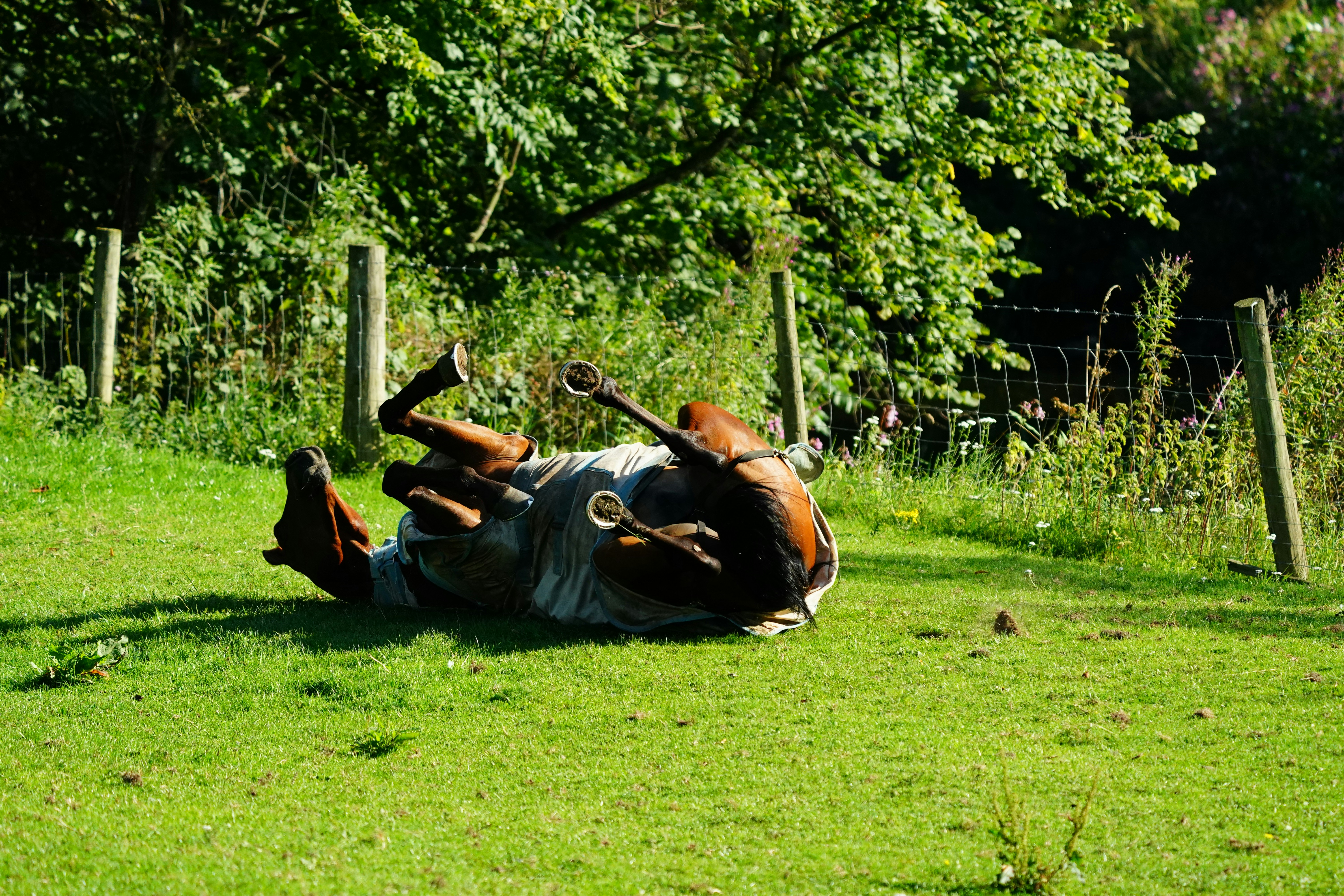 Horse playfully rolling on its back in a lush green field, surrounded by vibrant foliage. The scene captures a moment of carefree joy.