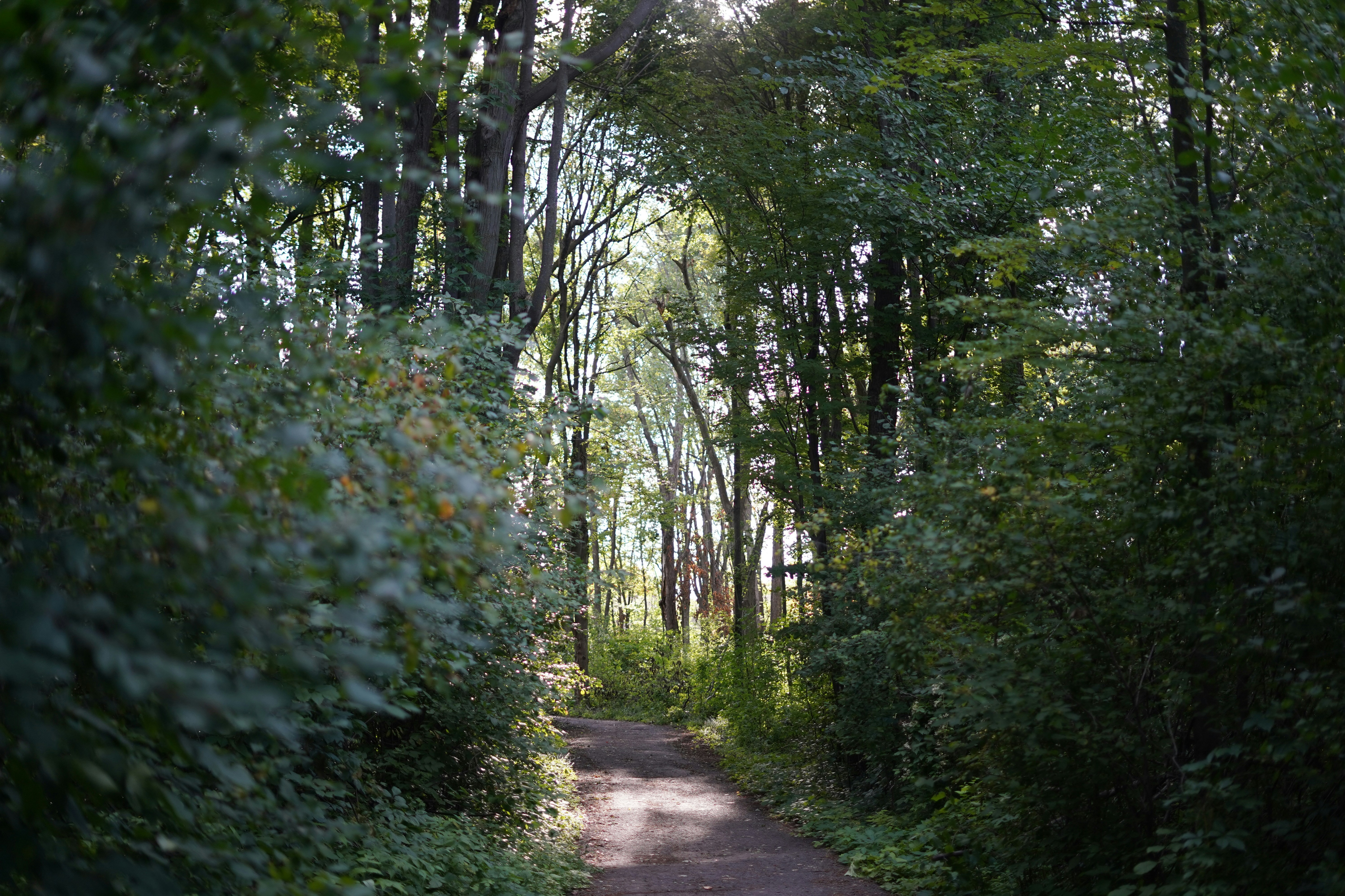 A path through a forest photo – Free Grey Image on Unsplash