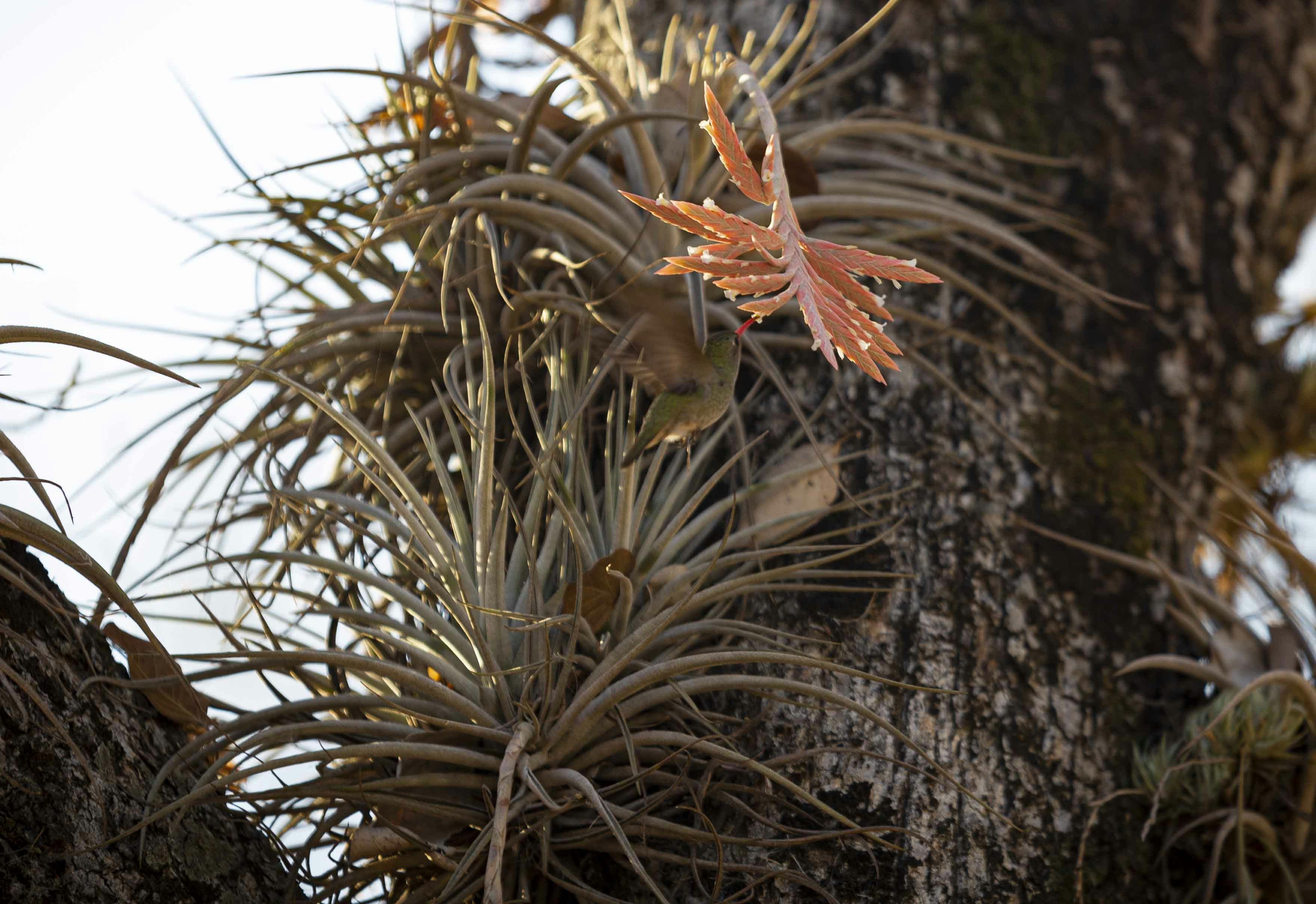 Orange Leaf Among the Air-Plant Canopy