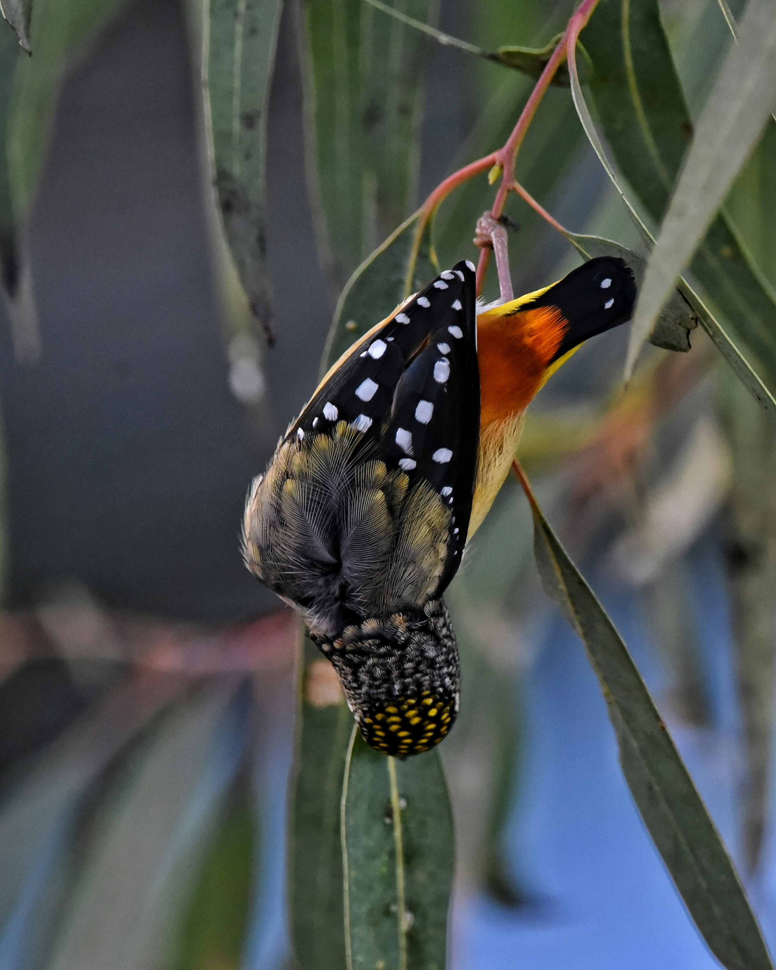 Spotted this tiny Spotted pardalote (𝘗𝘢𝘳𝘥𝘢𝘭𝘰𝘵𝘶𝘴 𝘱𝘶𝘯𝘤𝘵𝘢𝘵𝘶𝘴) whilst feeding. 