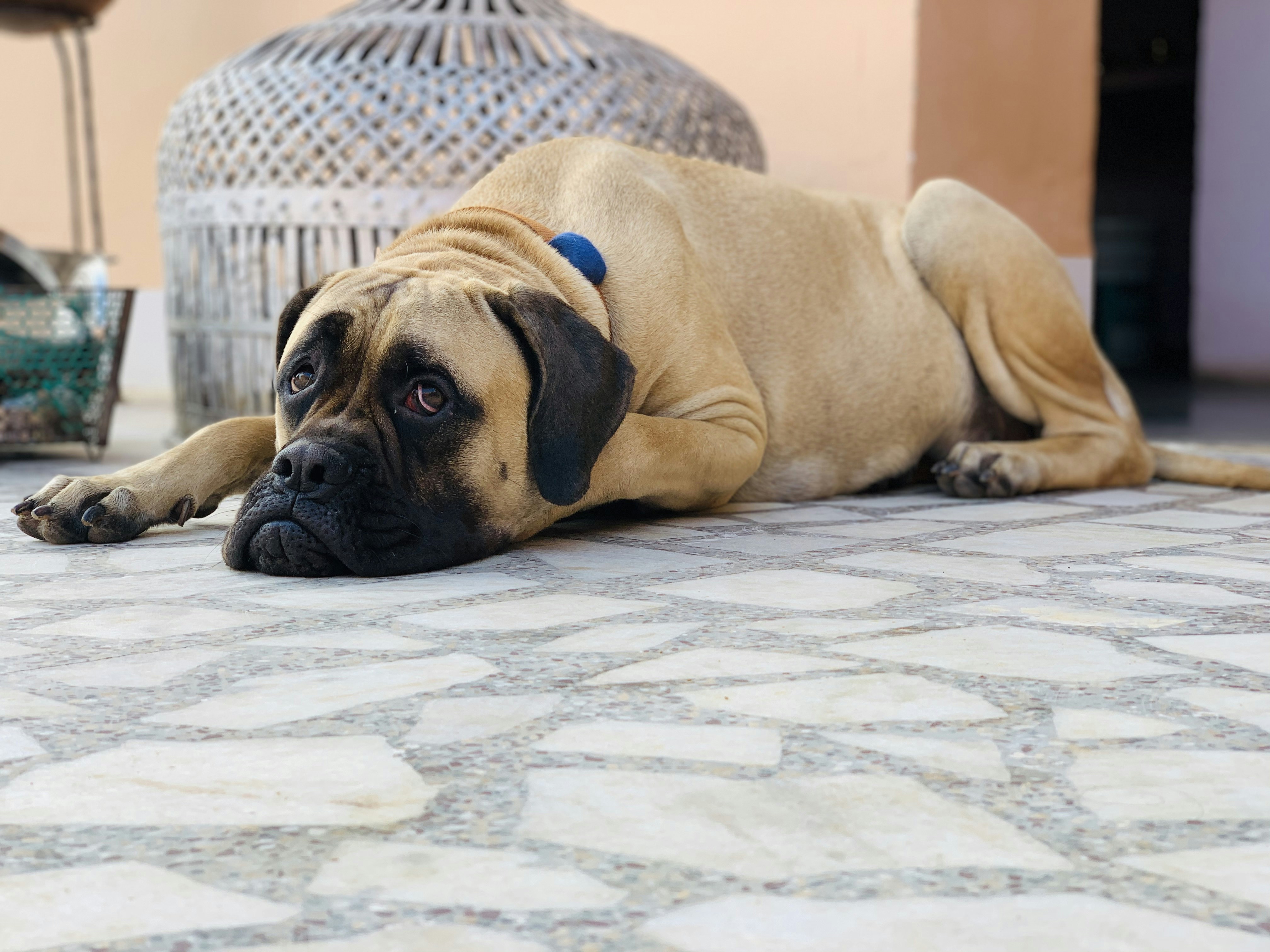 Lazy Afternoon on the Cool Tiles