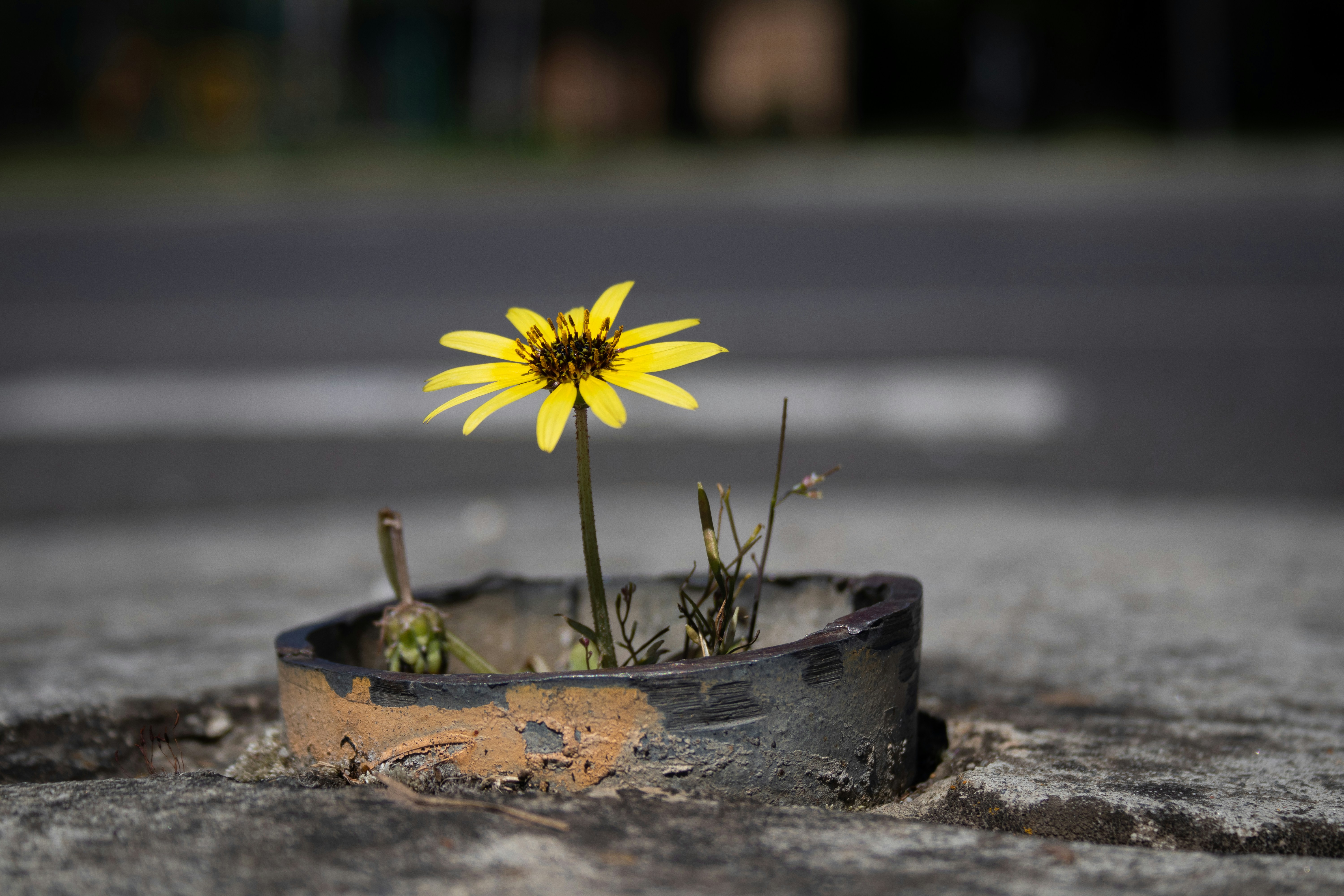 Lone Yellow Bloom Rising from a Rusted City Rim