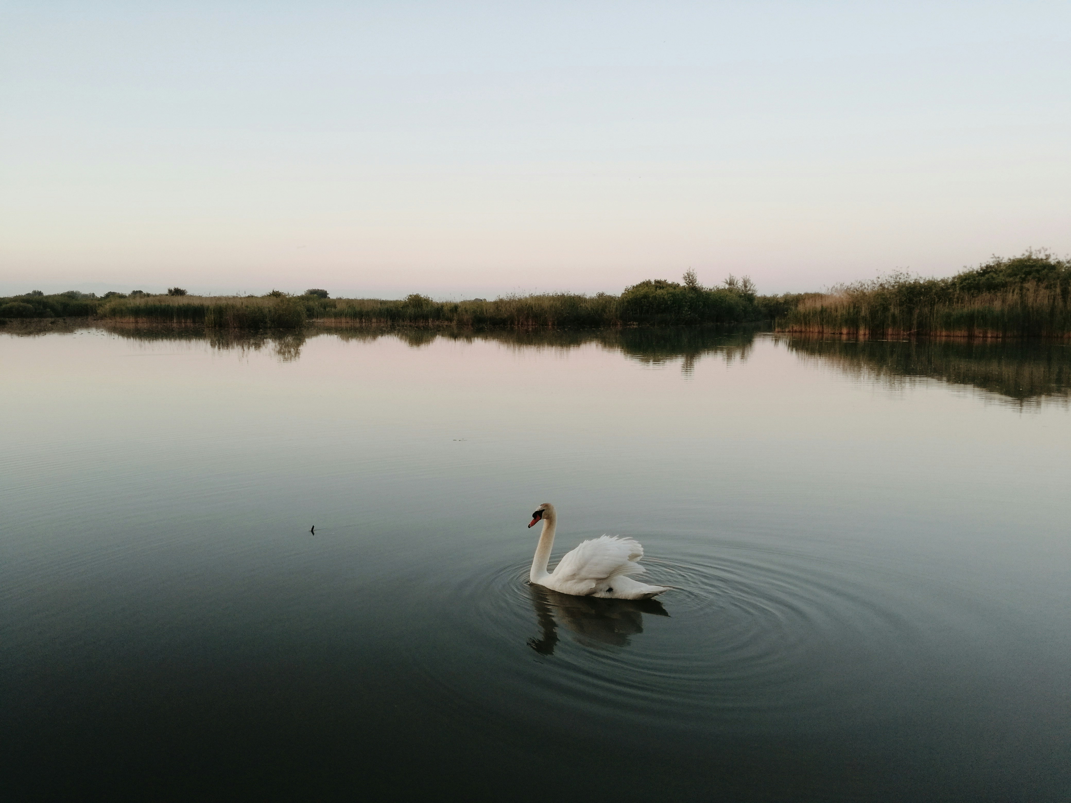 A lone swan glides across a glassy lake at dawn, its reflection softly mirrored on the calm water.