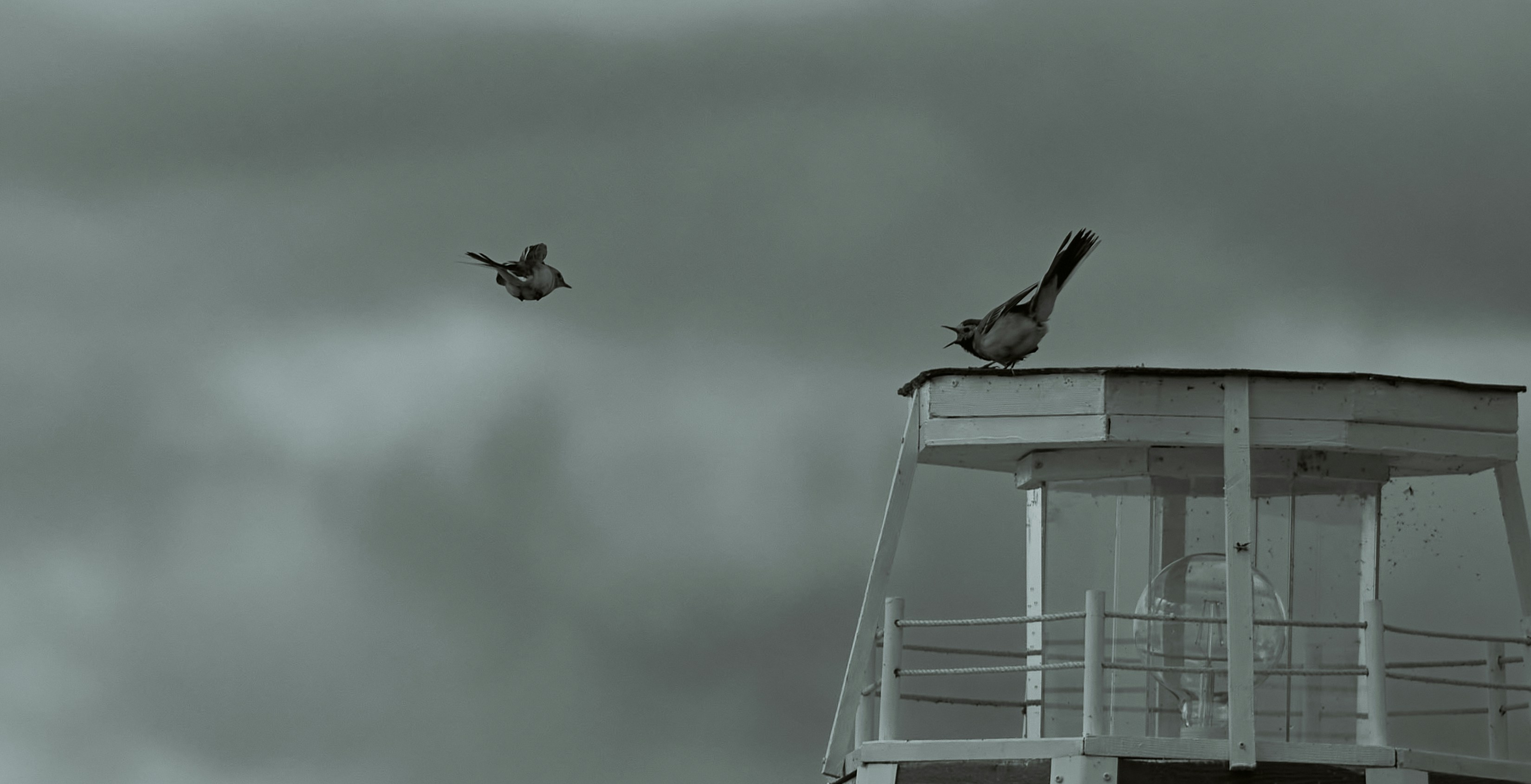 Storm-Washed Vigil: Two Birds Over a Lifeguard Tower