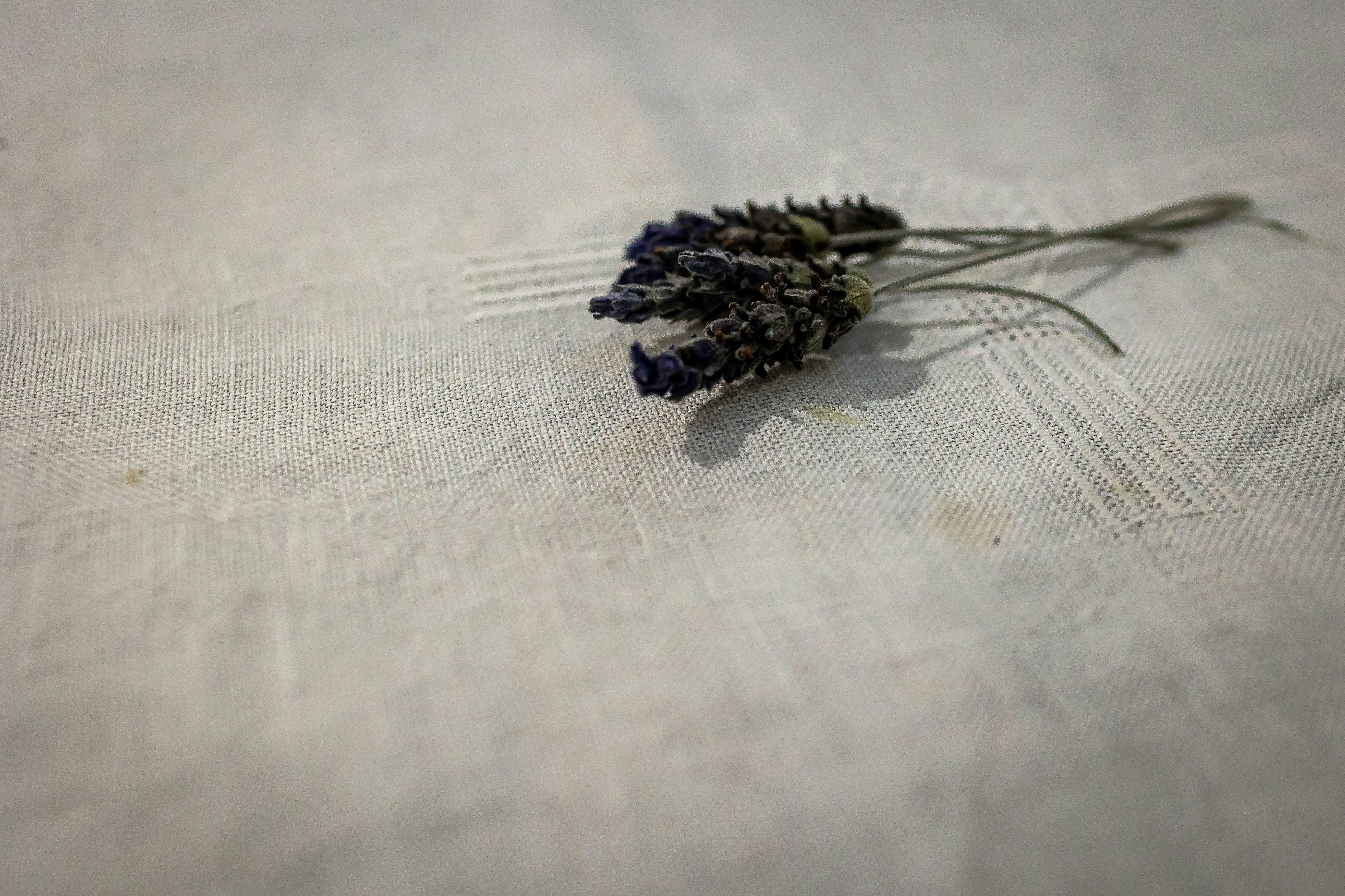 Lavender on Church altar, worship, communion, flowers,  | a close up of a spider