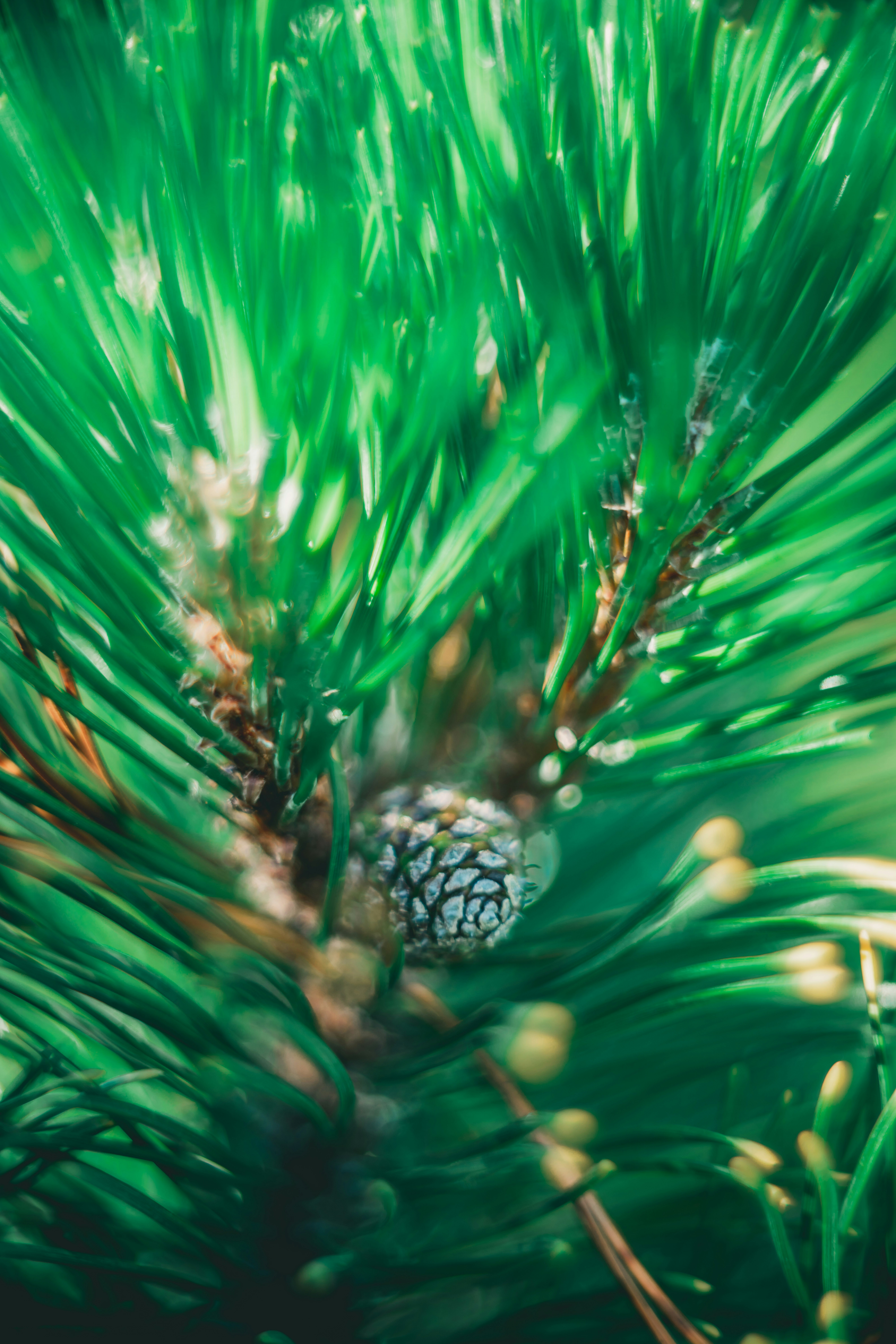 Centered Pinecone in a Sea of Needle Green
