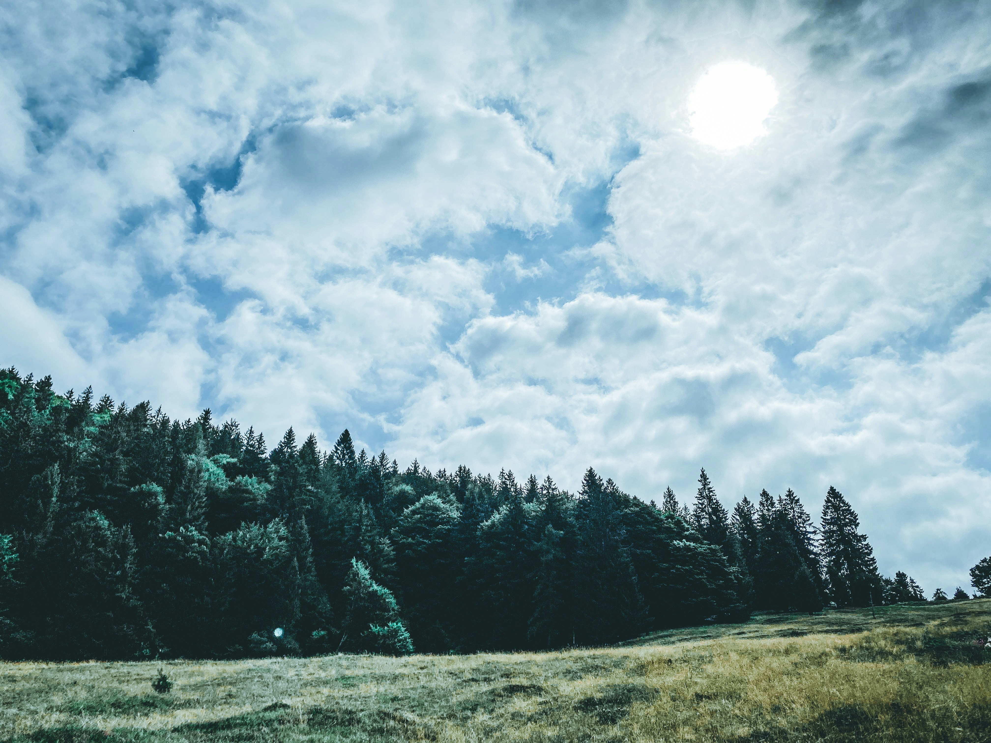 a grassy field with trees in the background