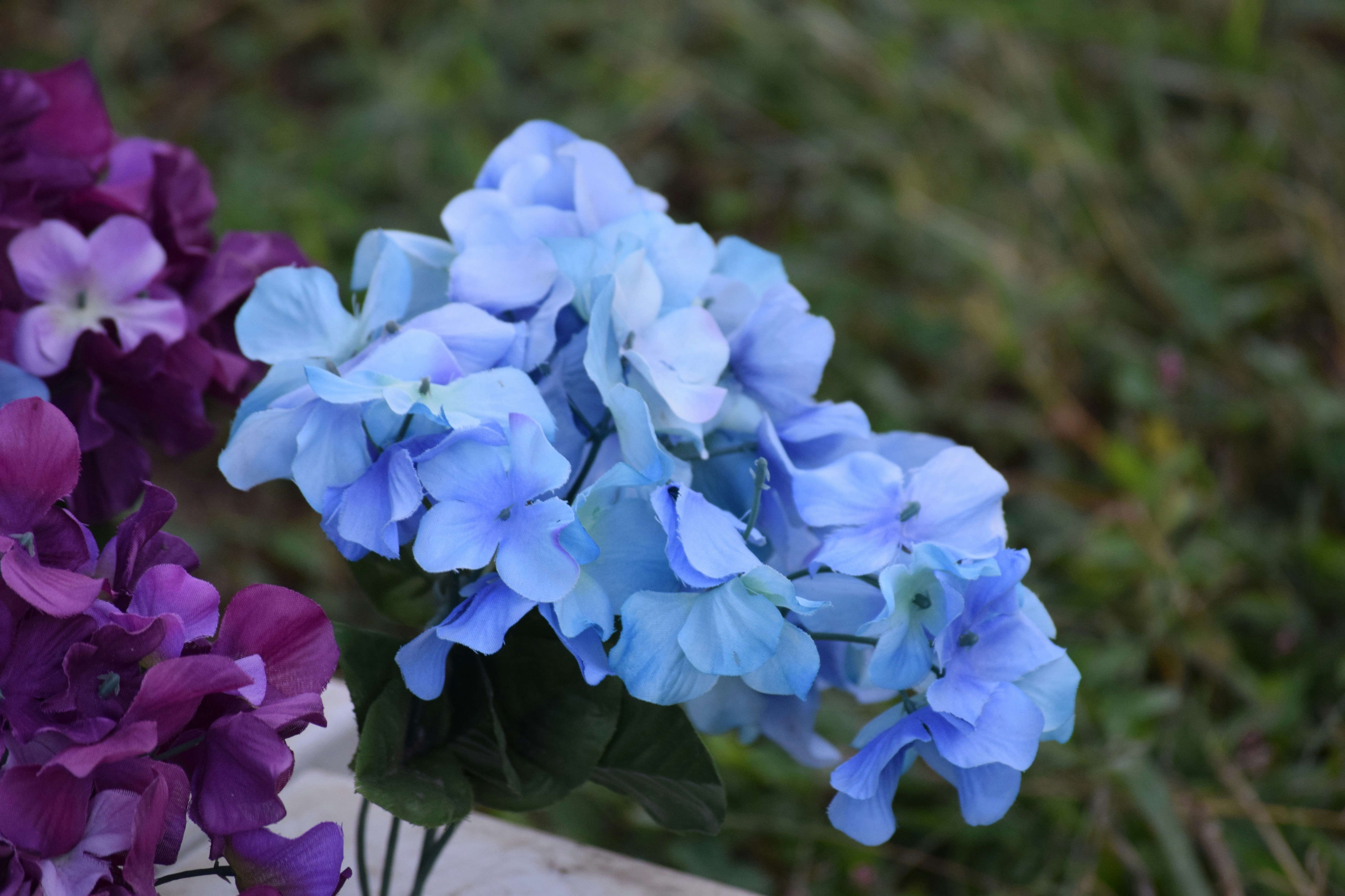 Blue Hydrangea Cluster in Morning Light