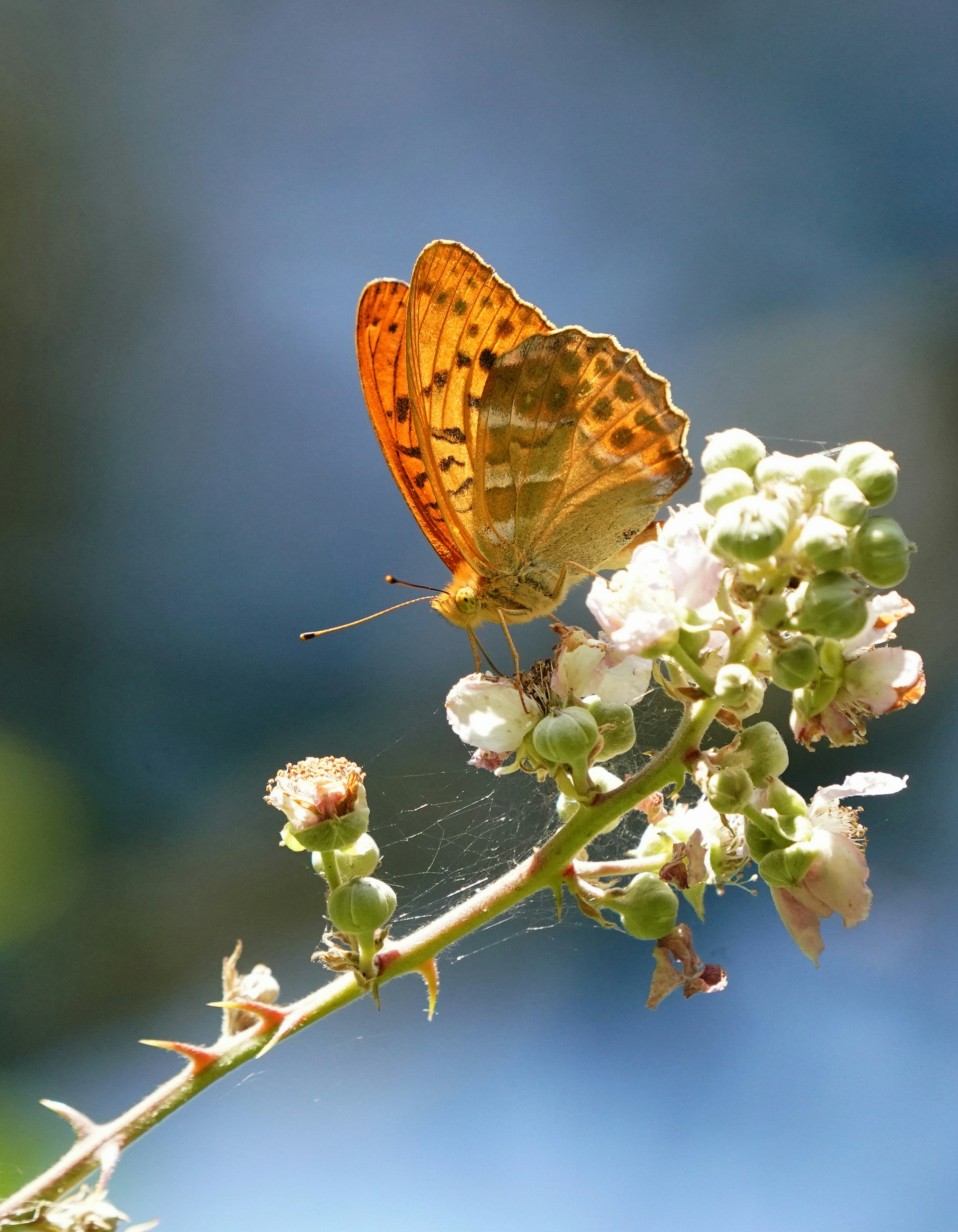 Amber Butterfly on a Budding Blossom Against a DreamyBlue Backdrop