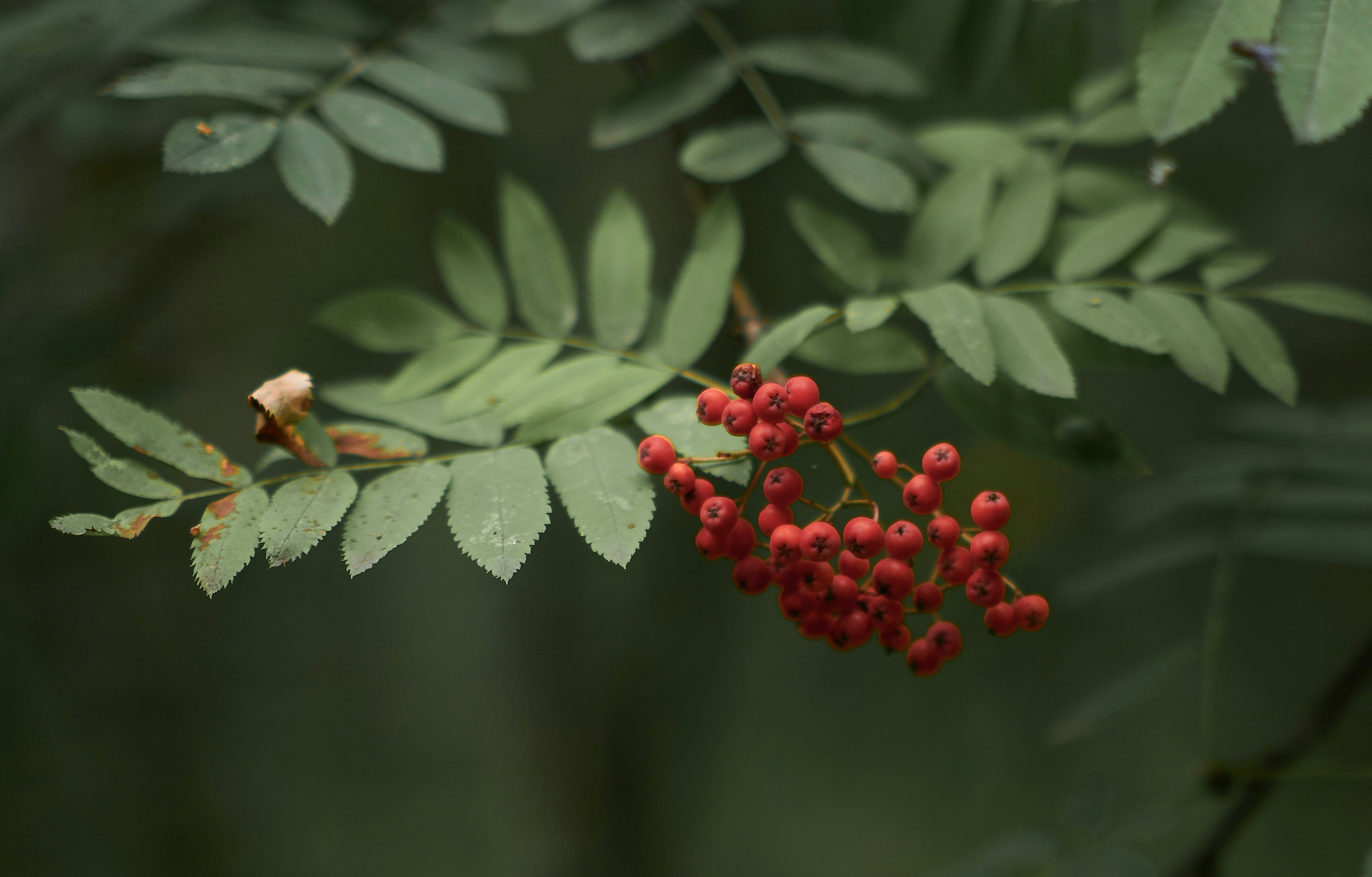 Crimson Berries Framed by Quiet Green