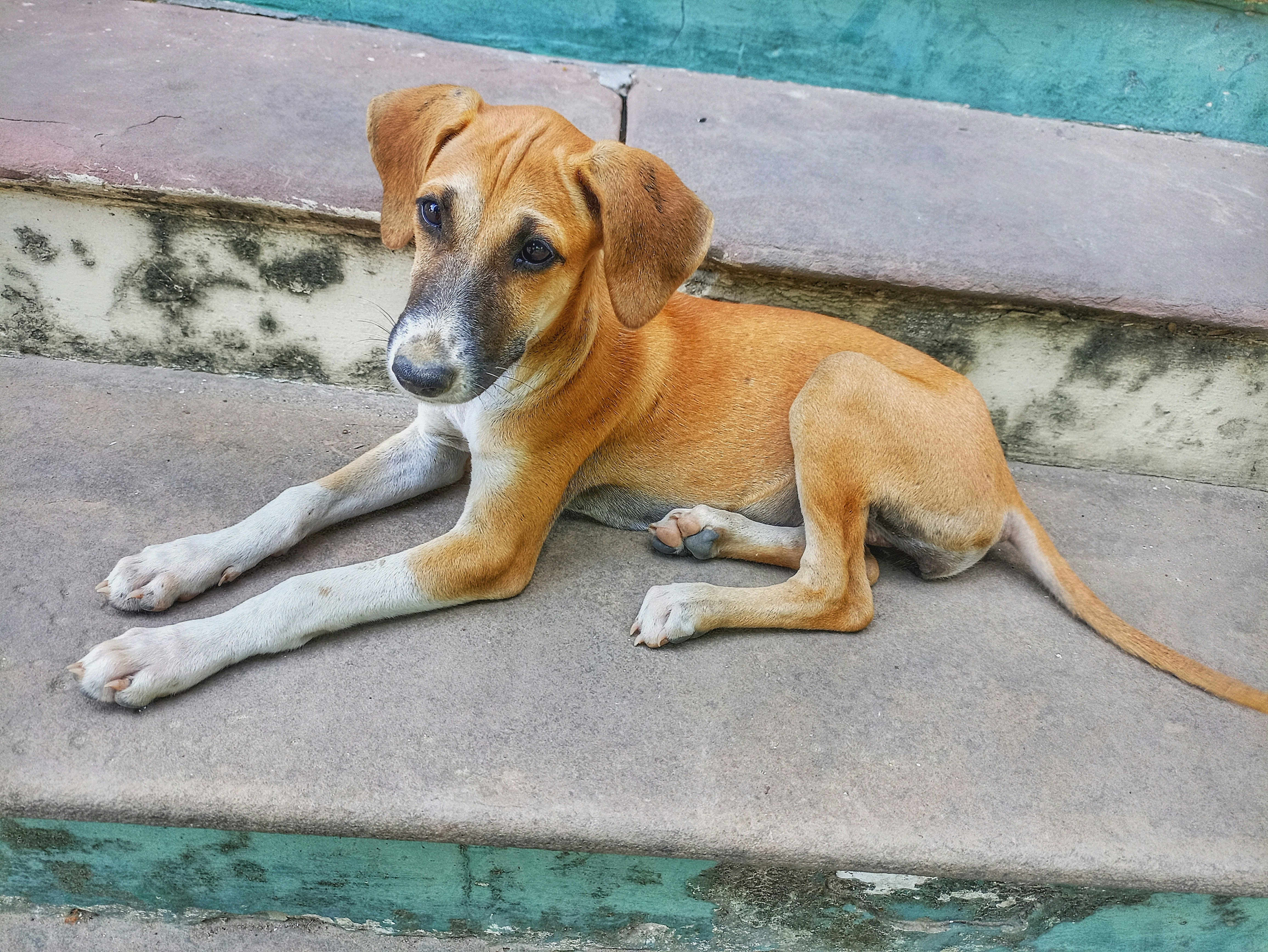 Foto Un perro tirado en el suelo – Imagen Marrón gratis en Unsplash