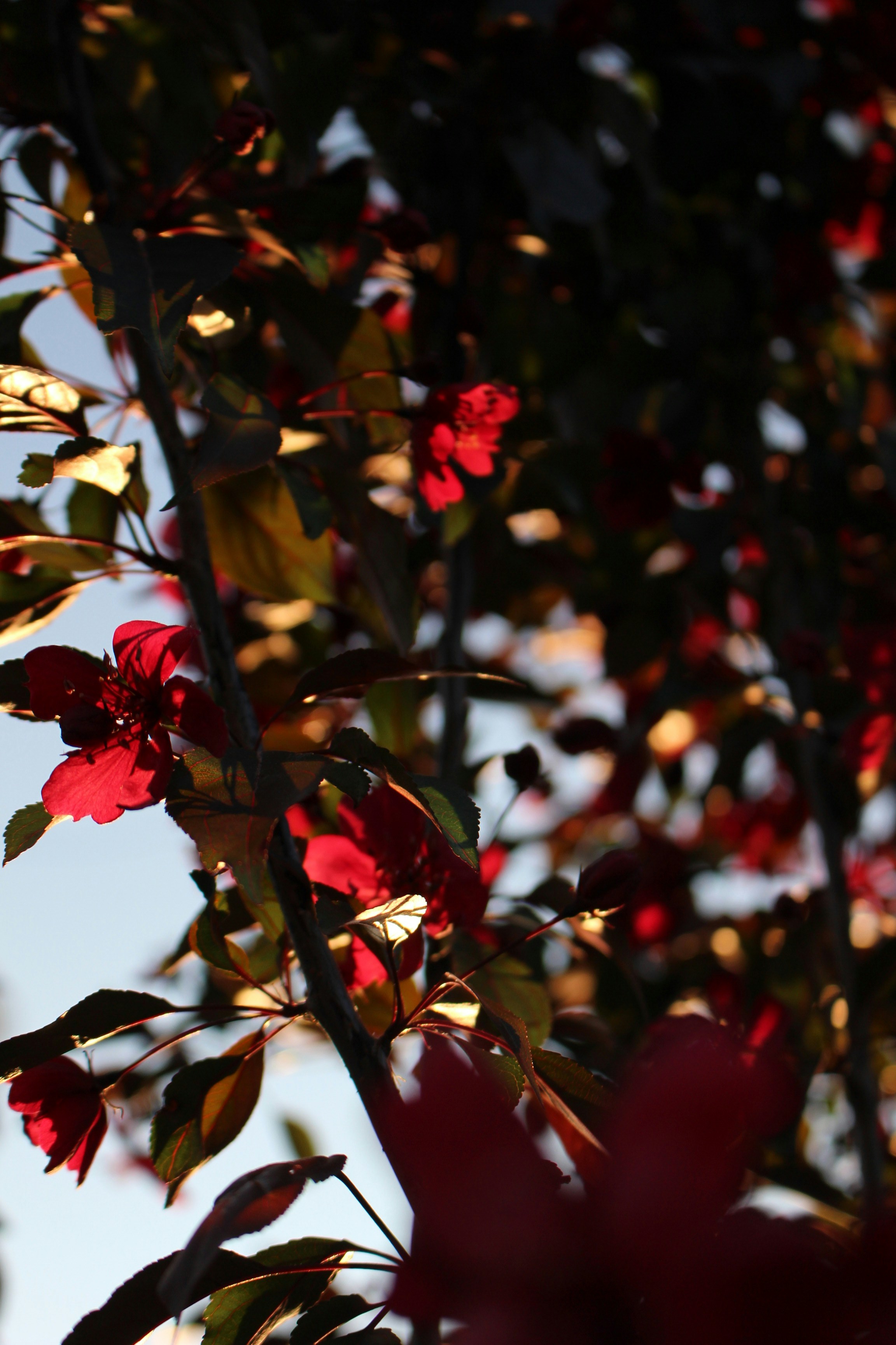 Crimson Petals Piercing Backlight Through Shadowed Foliage