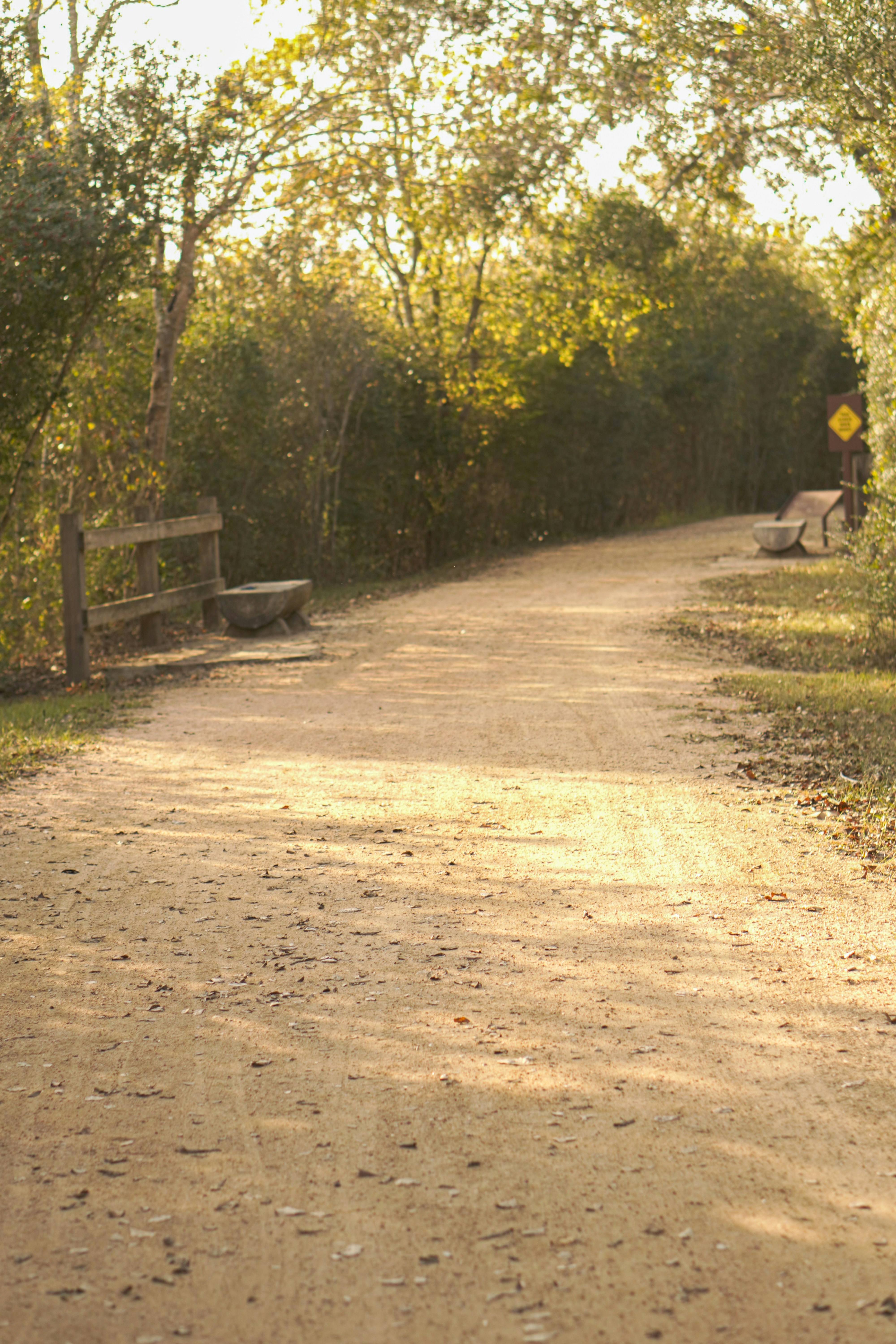 Golden Pathway Through a Quiet Autumn Trail