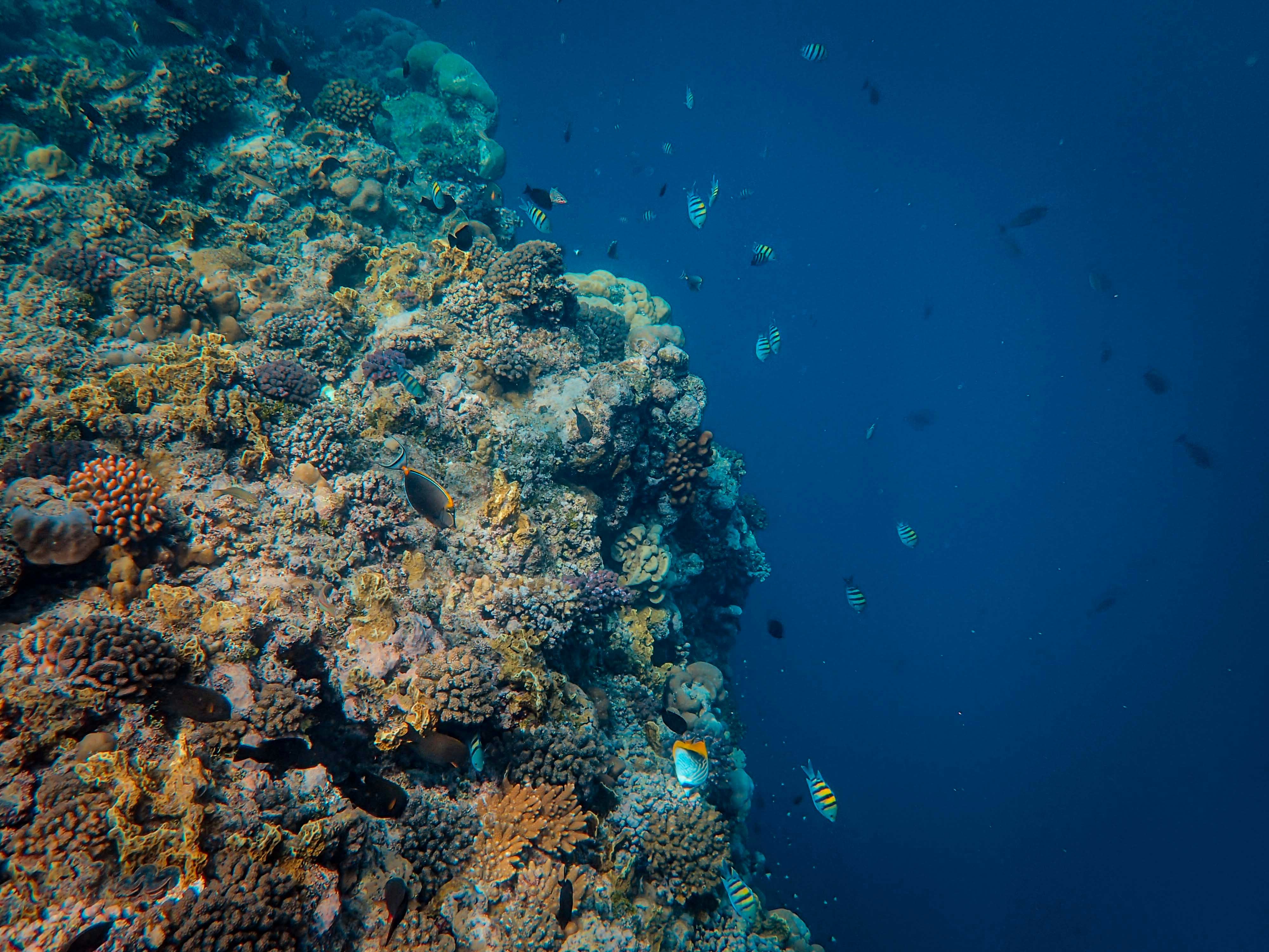 A coral reef with fish photo – Free Farasan islands saudi arabia Image ...