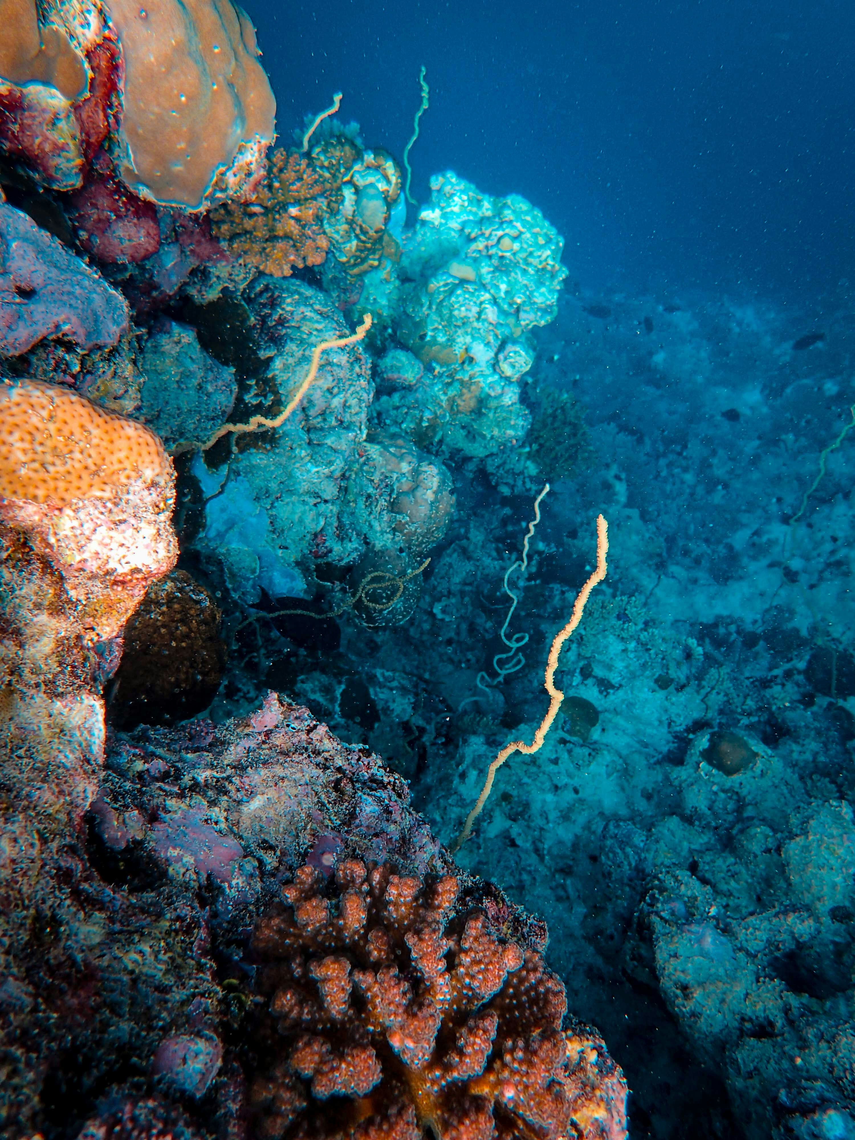 Red Sea Saudi Arabia Pictures | Download Free Images on Unsplash