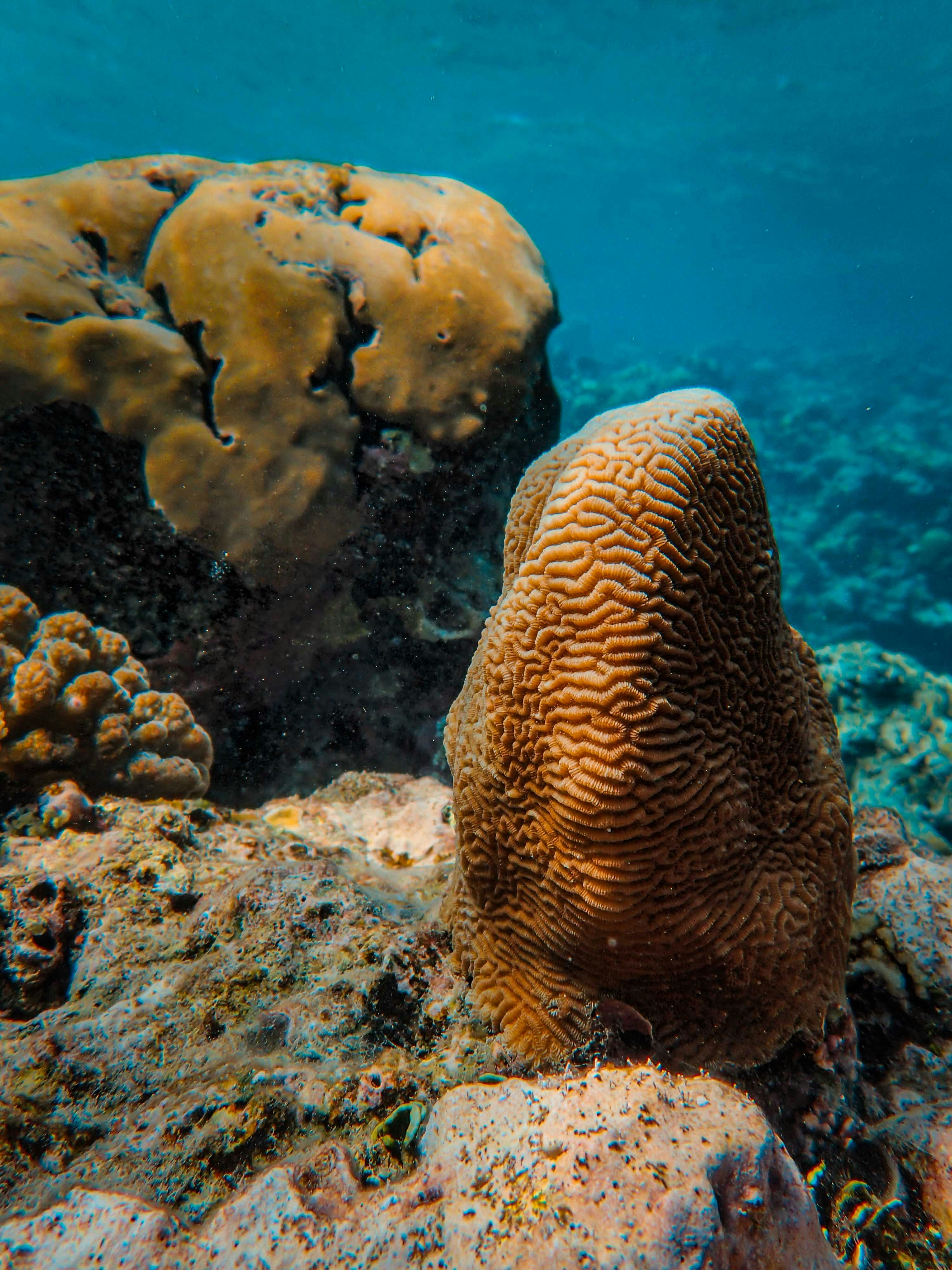 Red Sea Saudi Arabia Pictures | Download Free Images on Unsplash