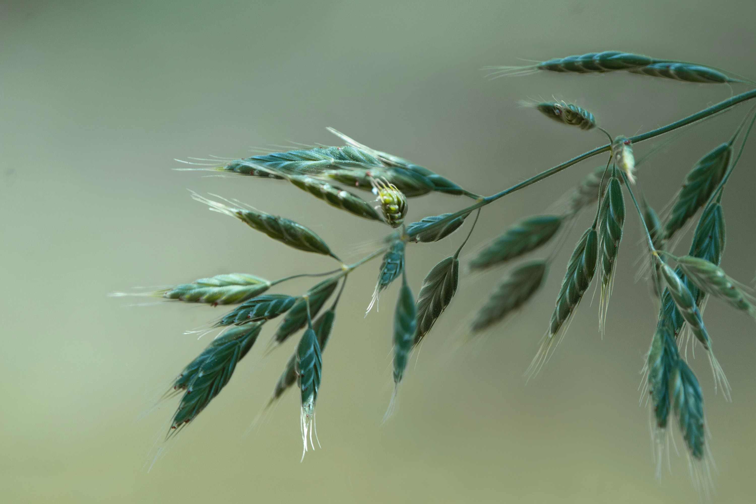 A group of insects photo – Free Vancouver Image on Unsplash