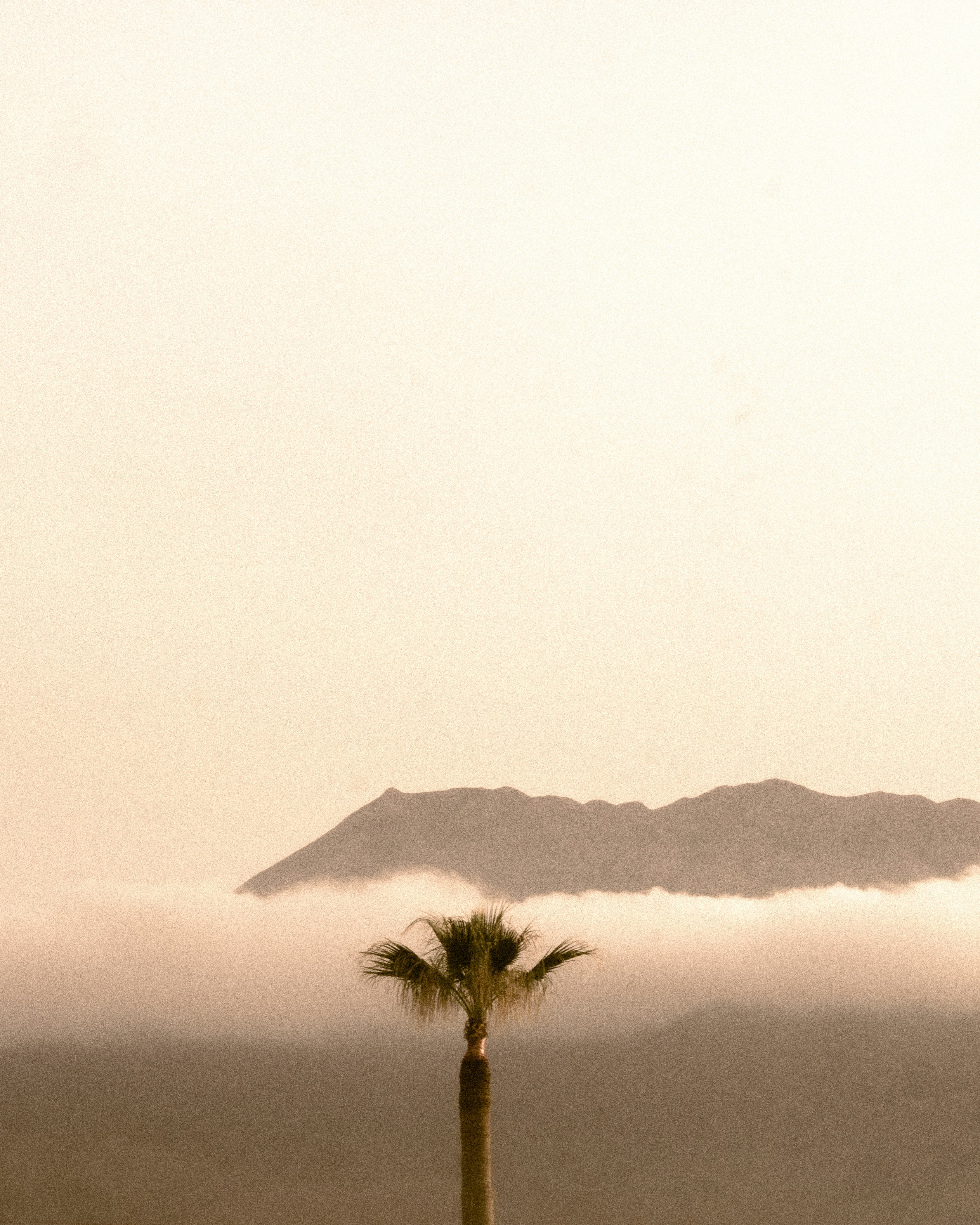 A solitary palm tree stands in the foreground, while soft mists envelop distant mountains, creating a serene landscape. The muted tones suggest a tranquil early morning atmosphere.