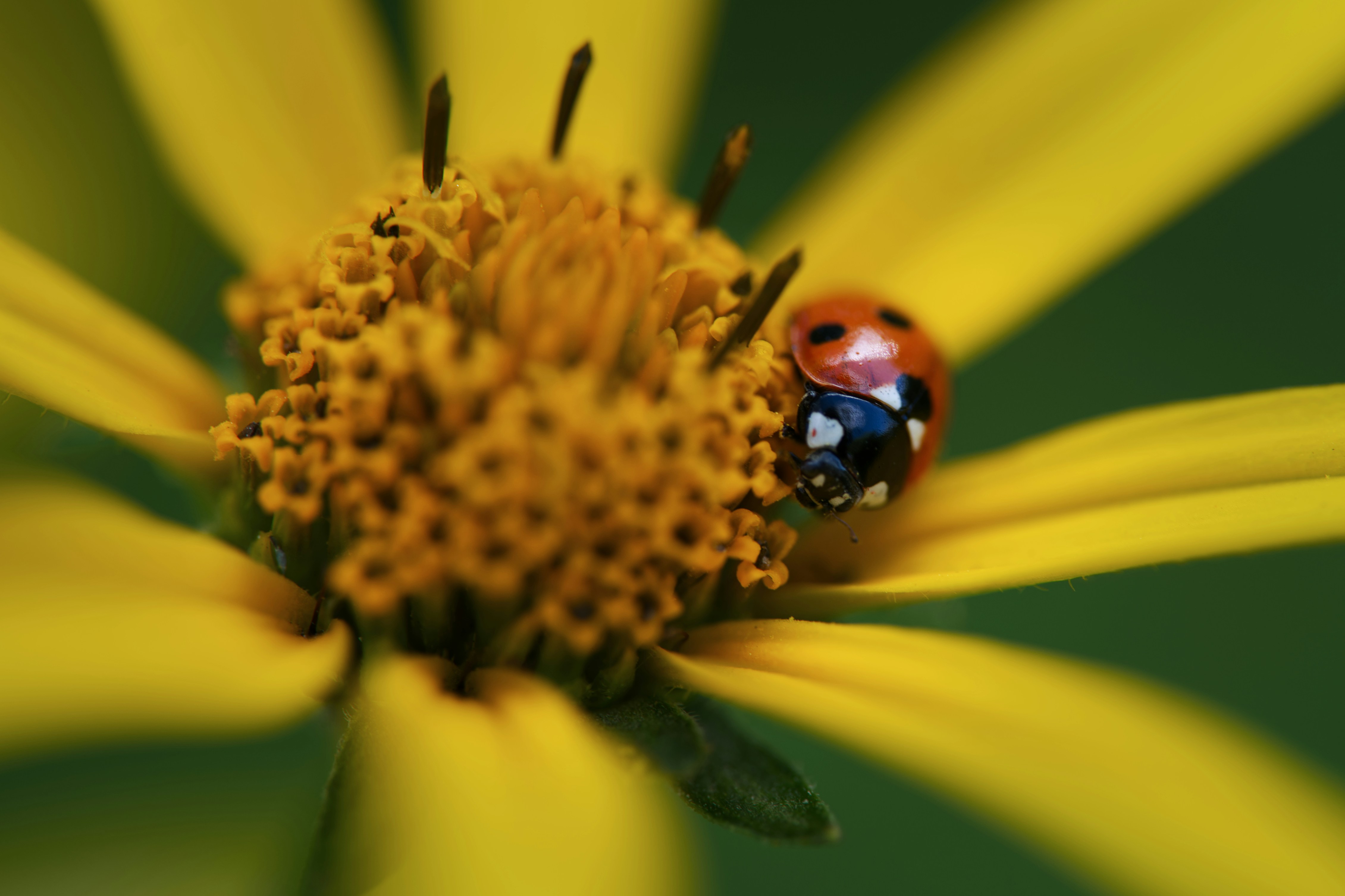 A ladybug on a flower photo – Free Flower Image on Unsplash