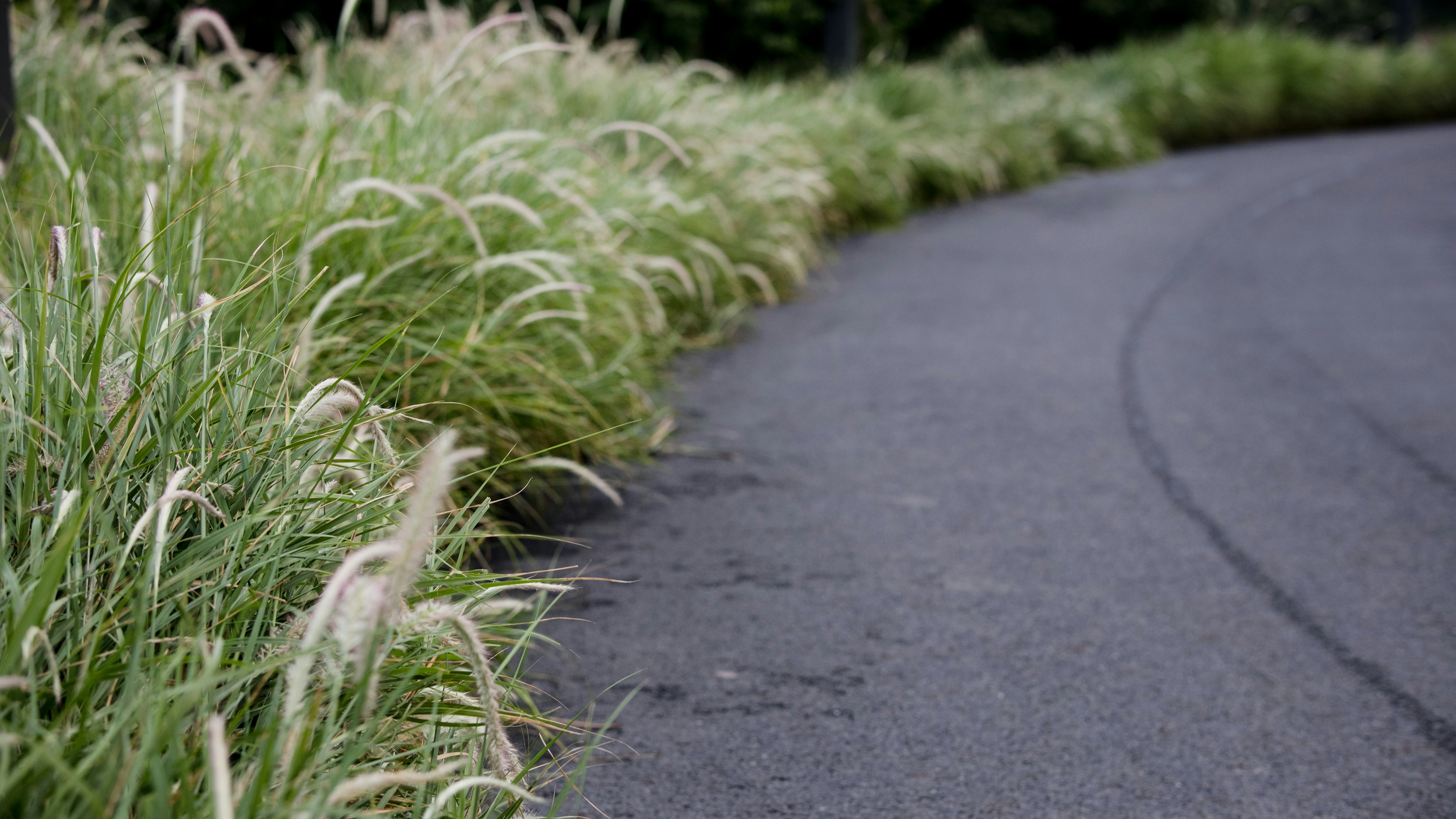 A road with grass on the side photo – Free Grass Image on Unsplash