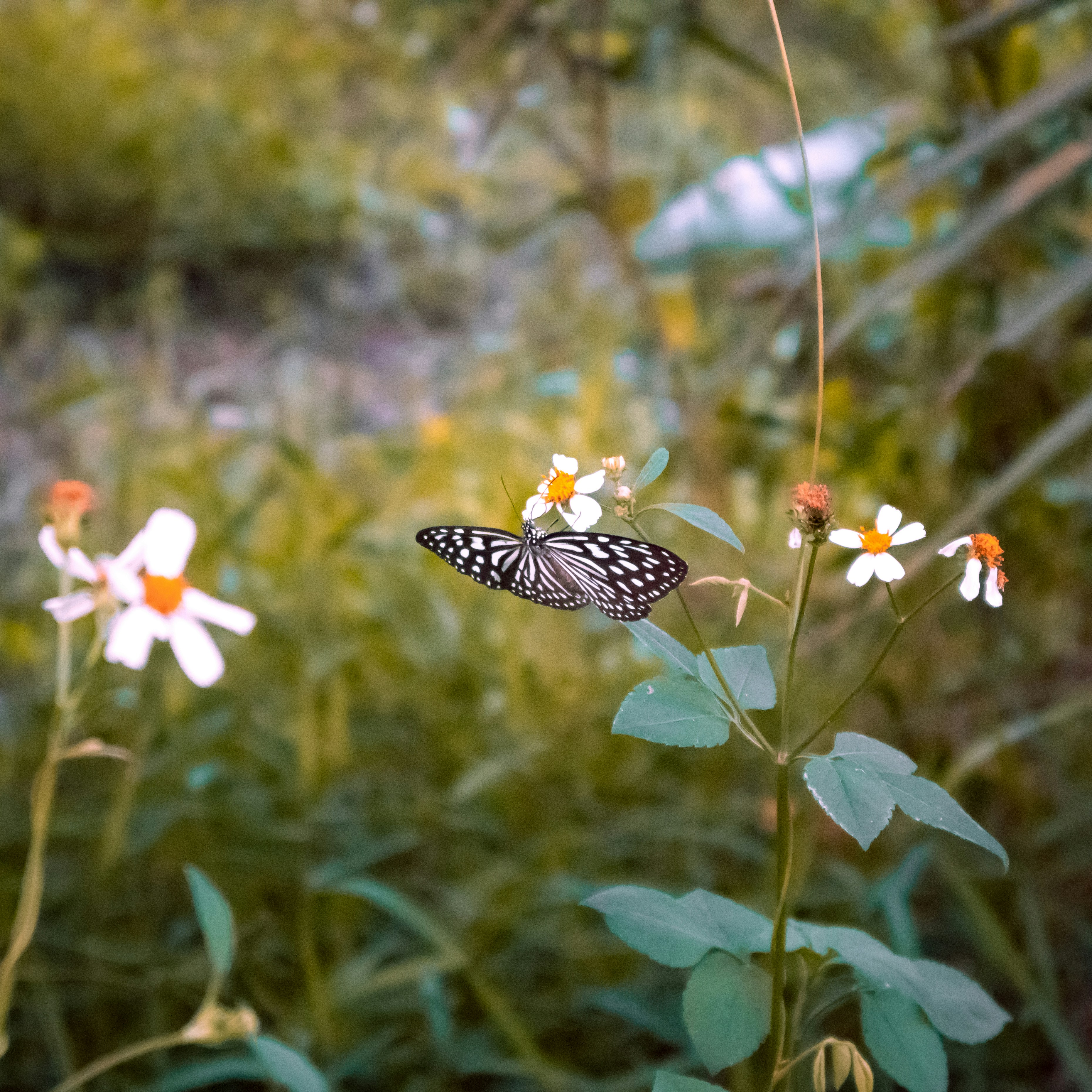 Inkwing Among Daisies: a black-and-white butterfly halts on a sunlit bloom