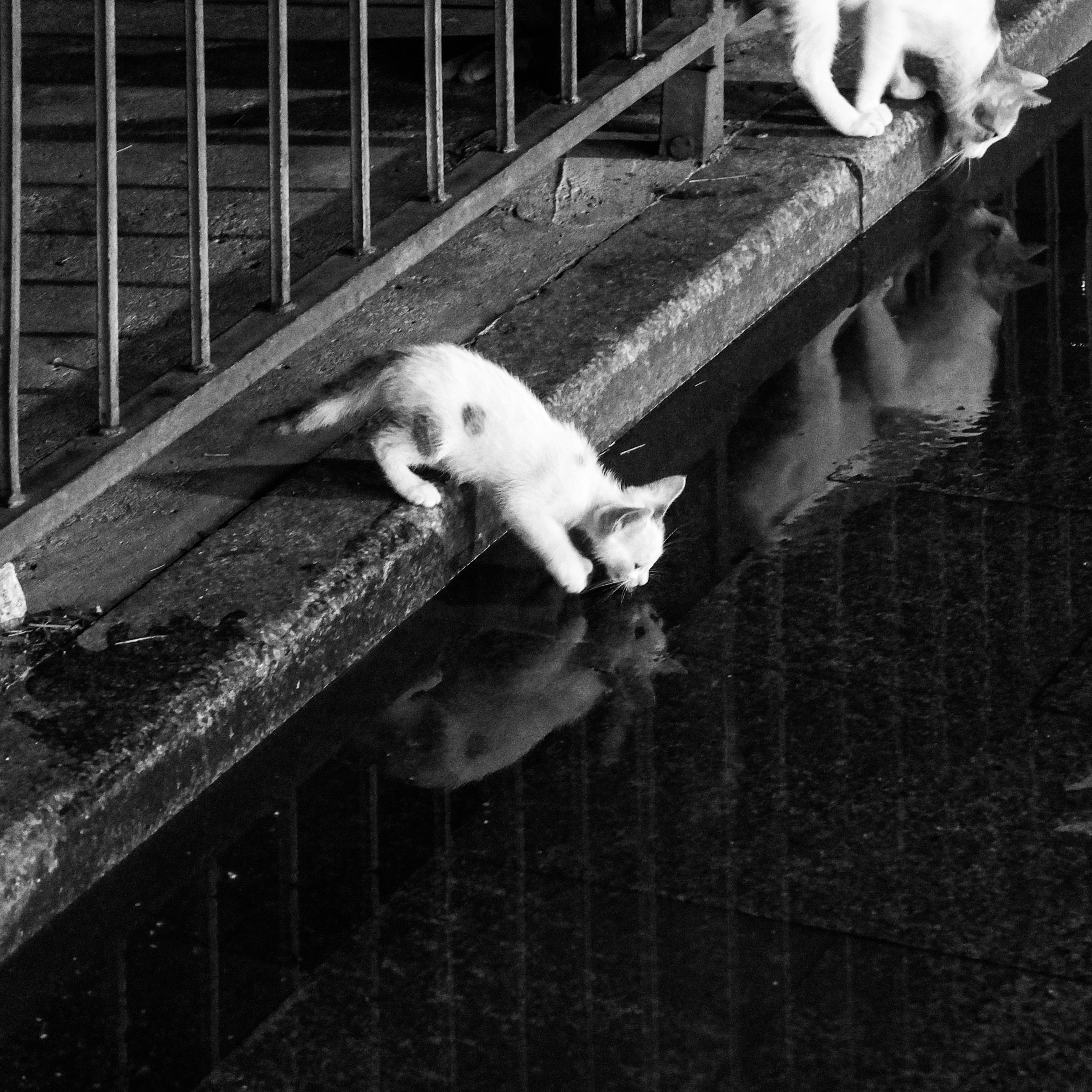 a group of cats in a cage