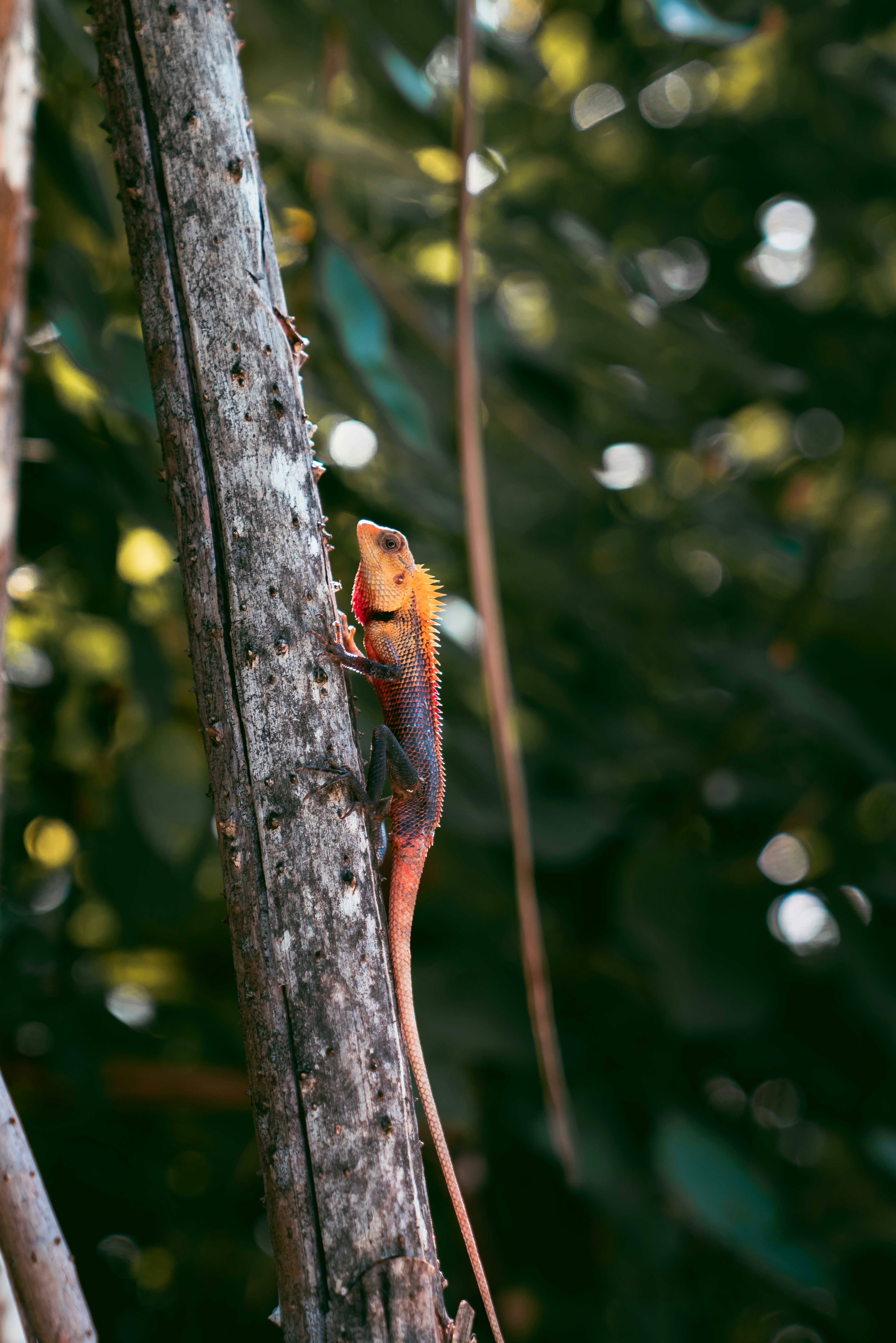 A small orange frog on a tree branch photo – Free Image on Unsplash