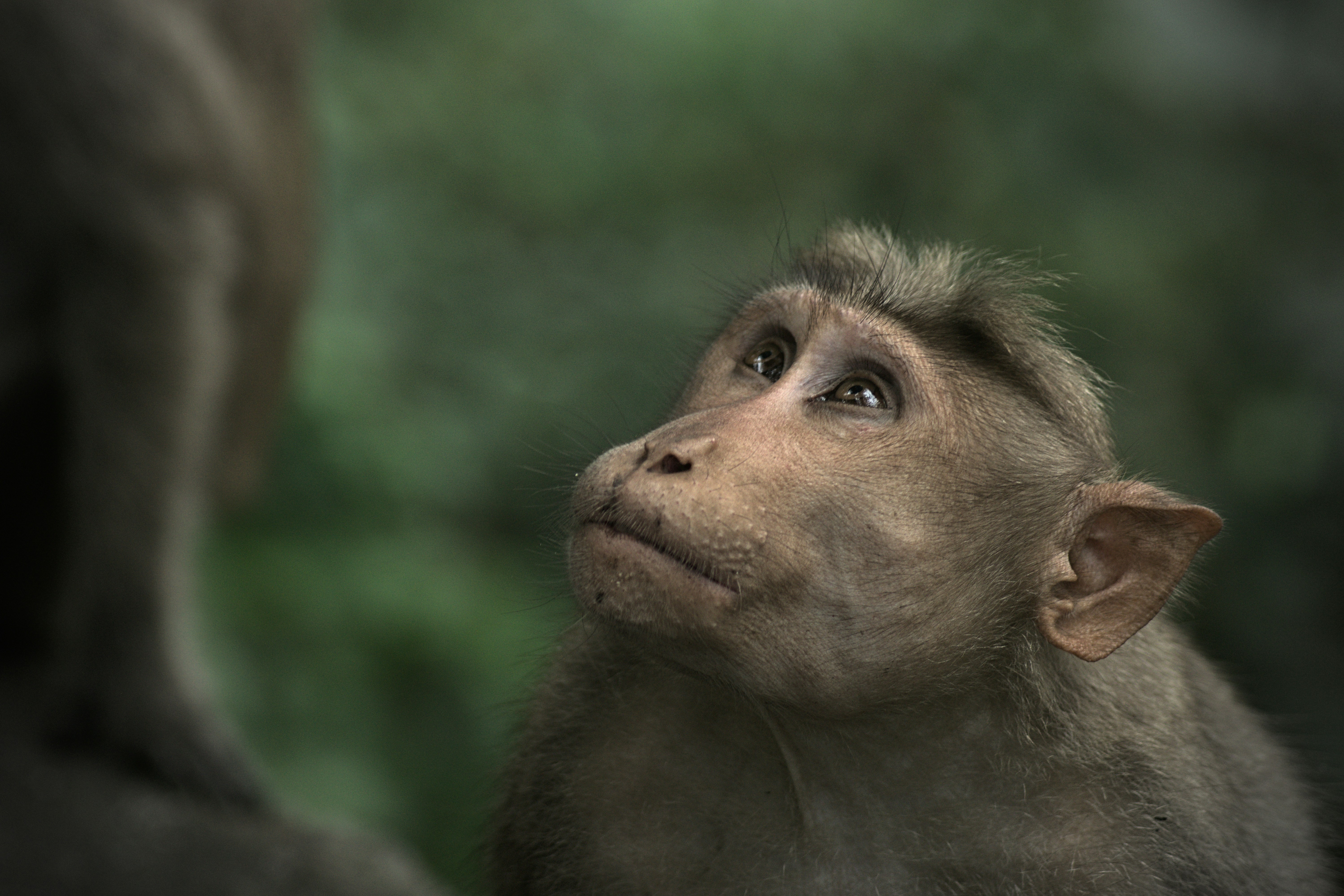 Foto Un mono mirando a la cámara – Imagen Nikon gratis en Unsplash