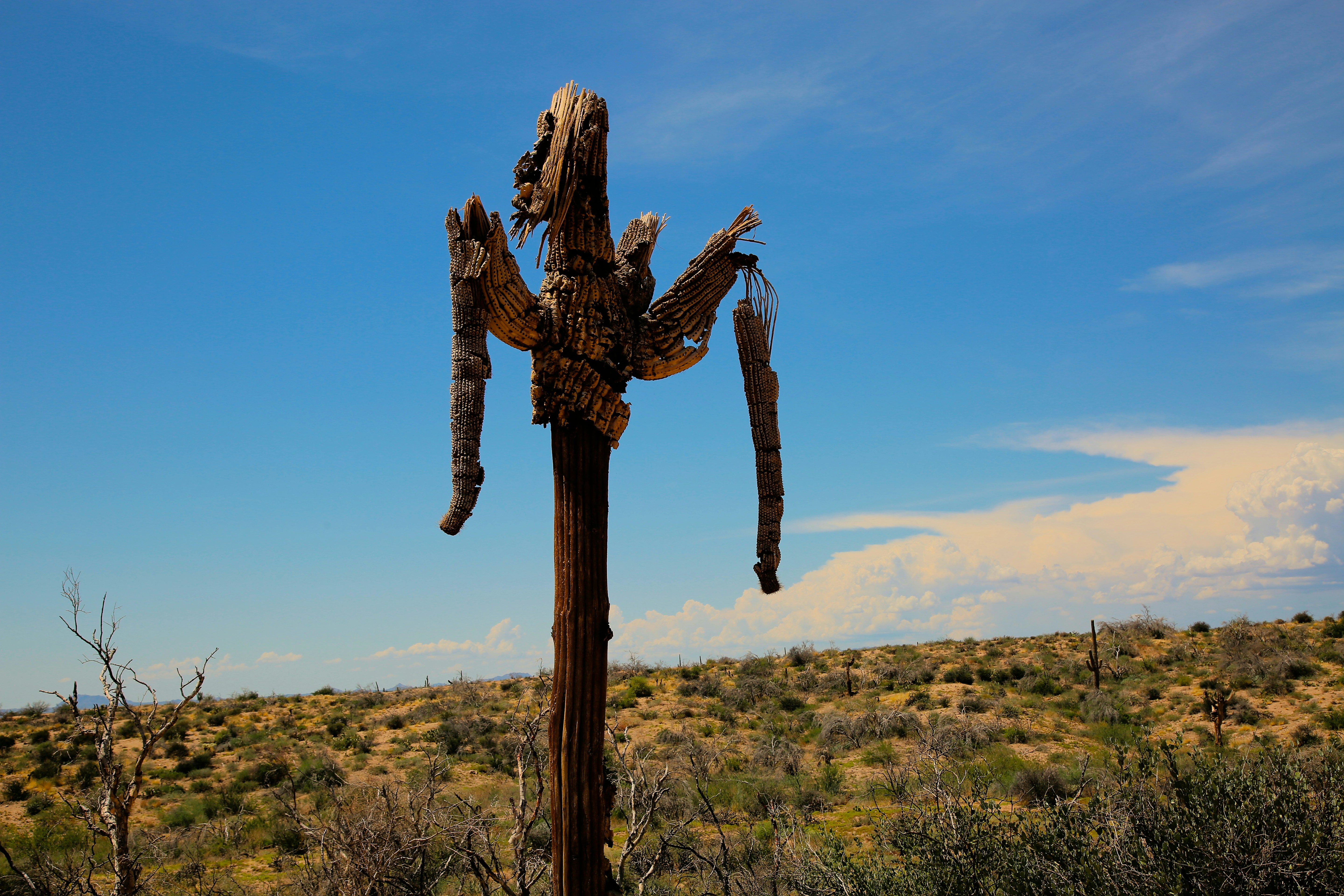 Desert Sentinel: A Weathered Cactus Stands Against a Vast Sky