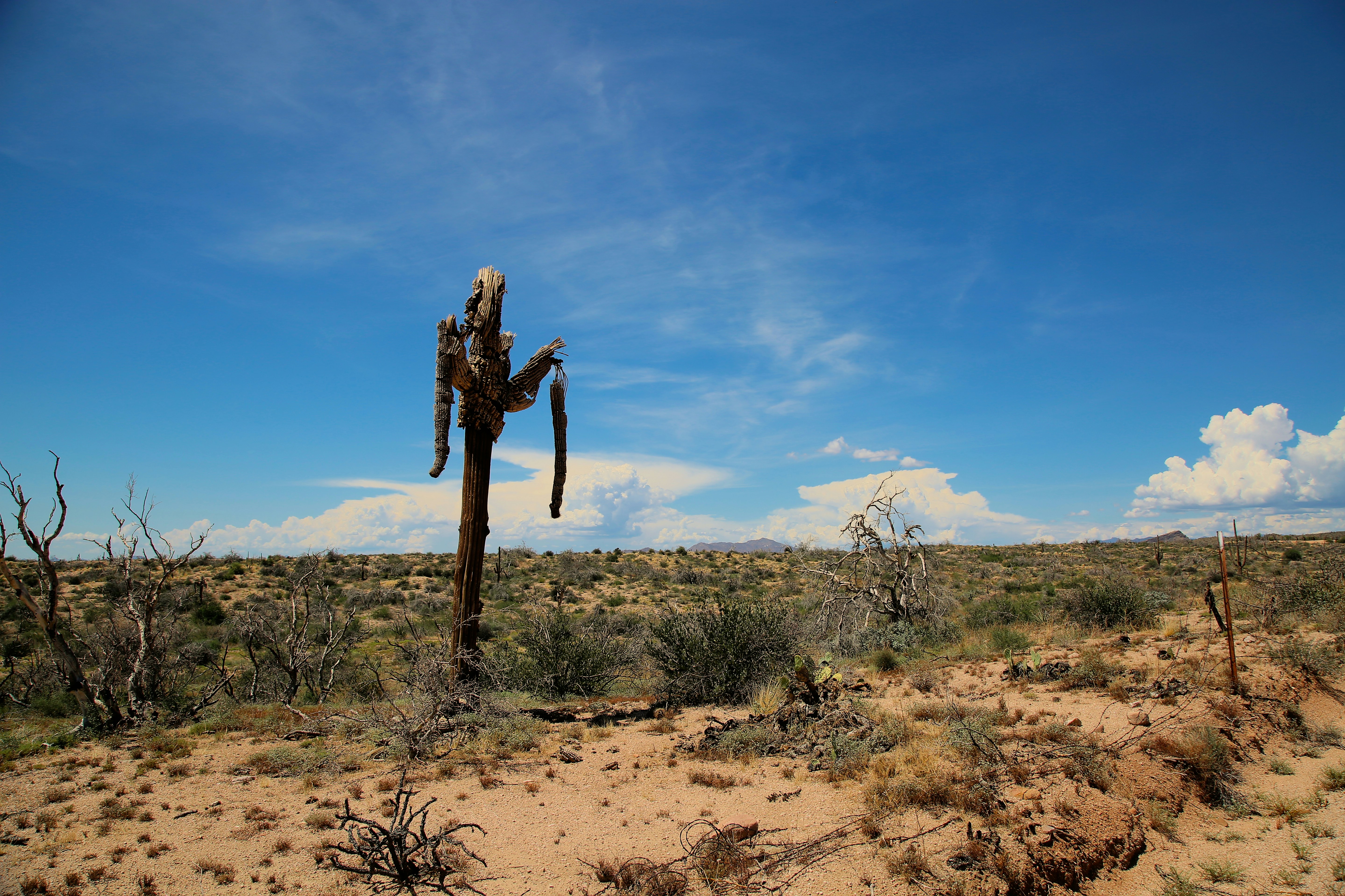 Desert Sentinel: A Weathered Towel Tree Standing Against Wide Skies
