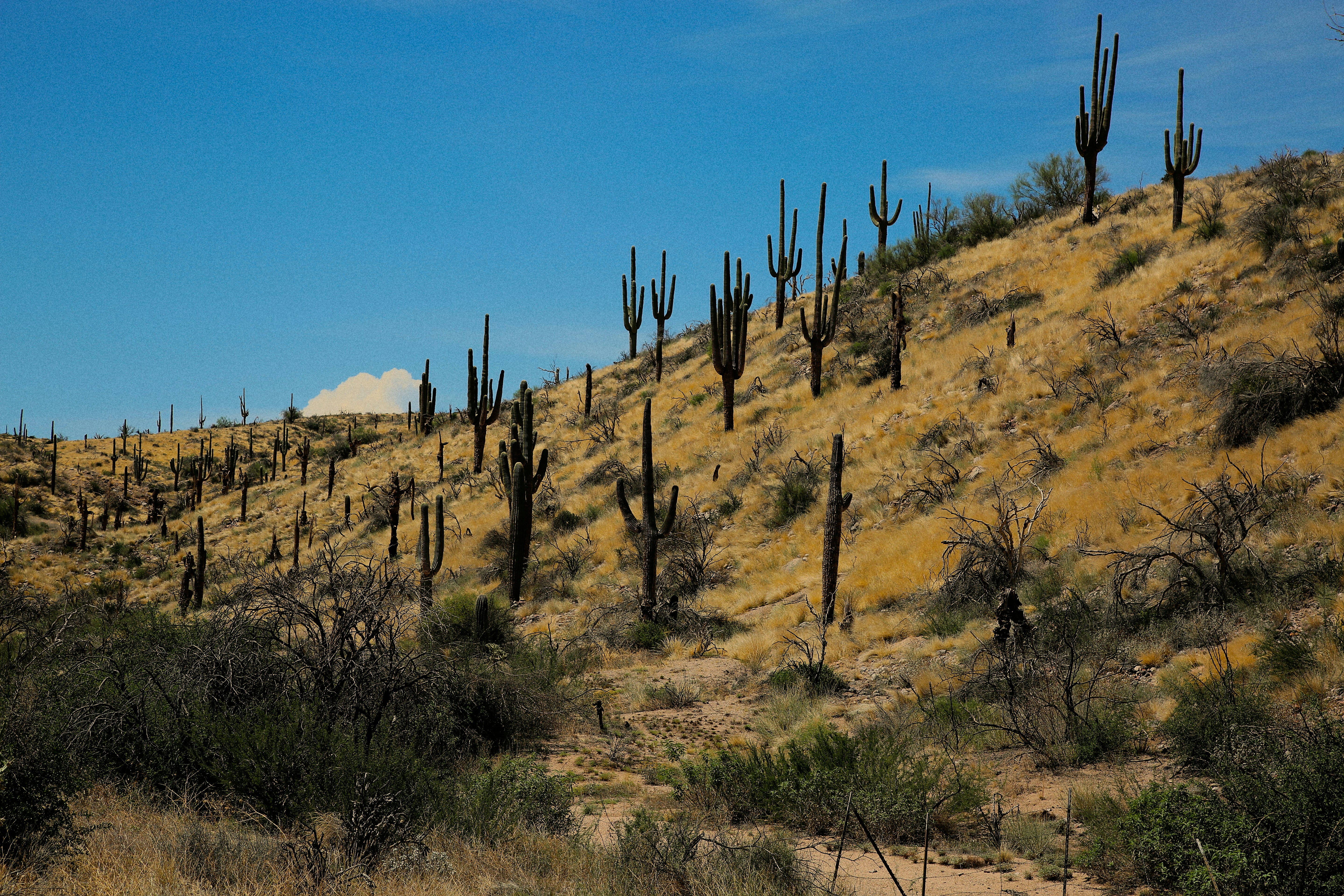 Desert Slope of Saguaro Sentinels