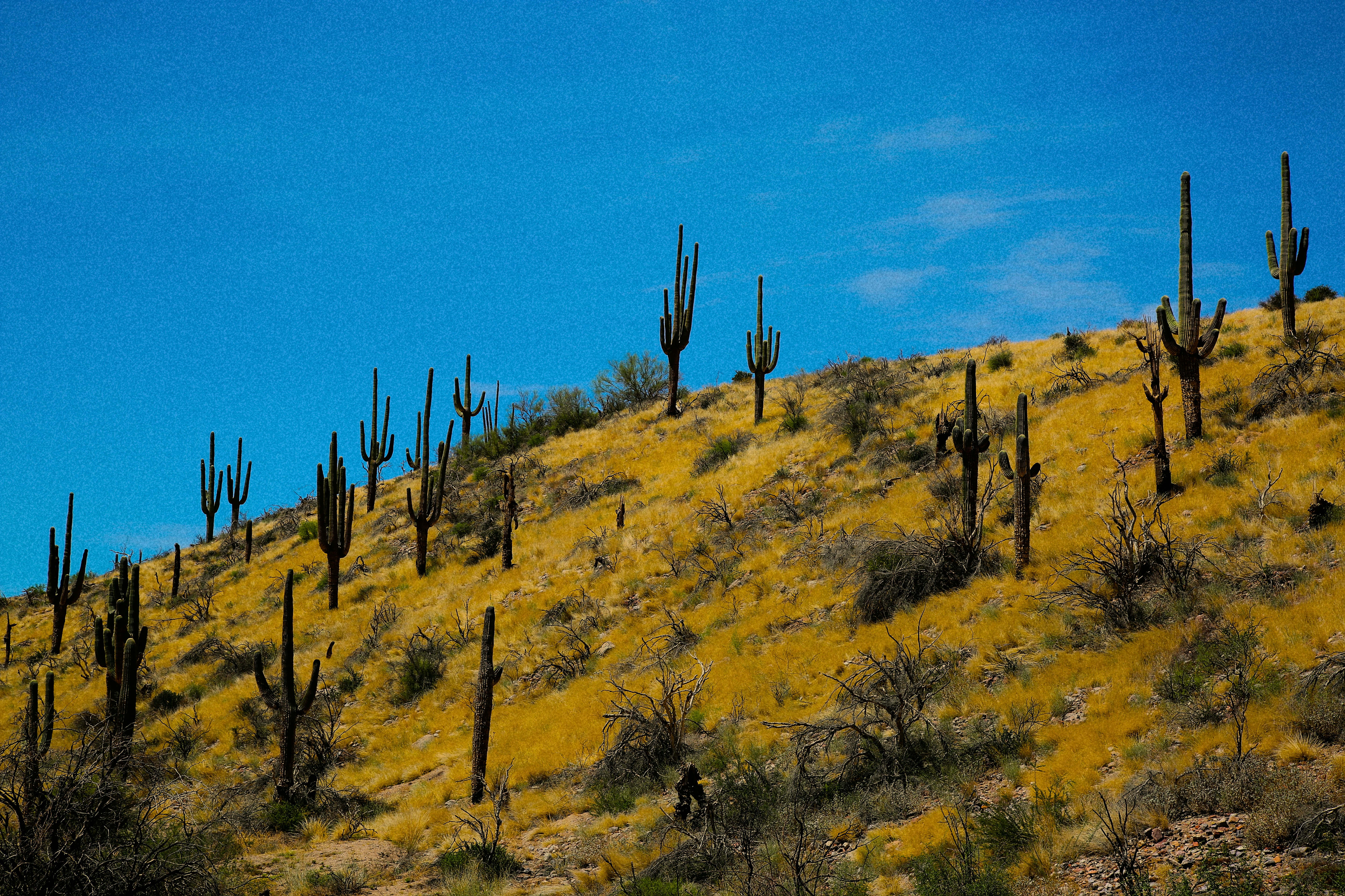 Desert Slope Dotted with Cacti in Bright Blue Sky