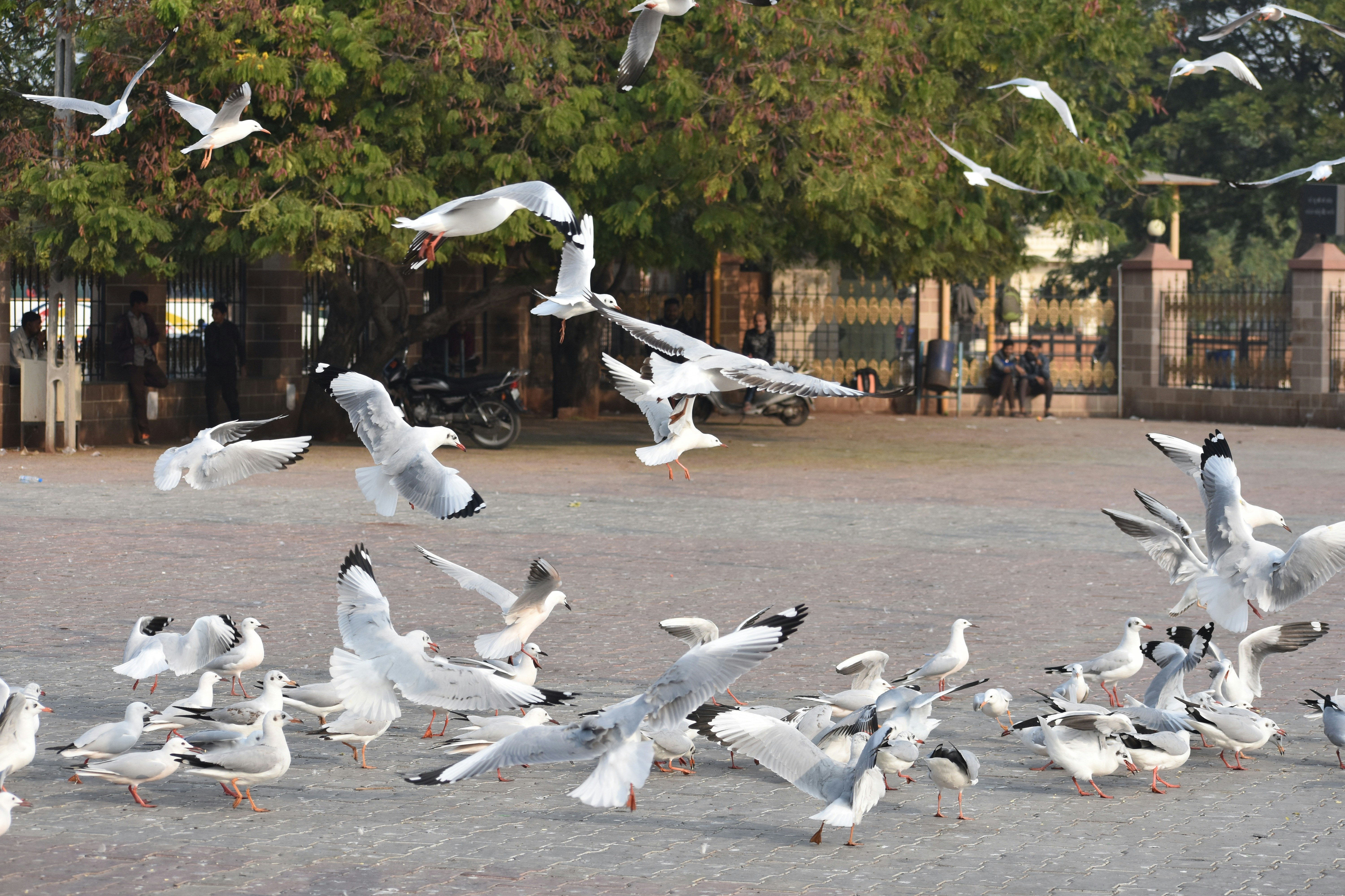 A flurry of seagulls takes to the air in a lively display, set against a backdrop of greenery and urban life. The scene captures the essence of freedom and movement.