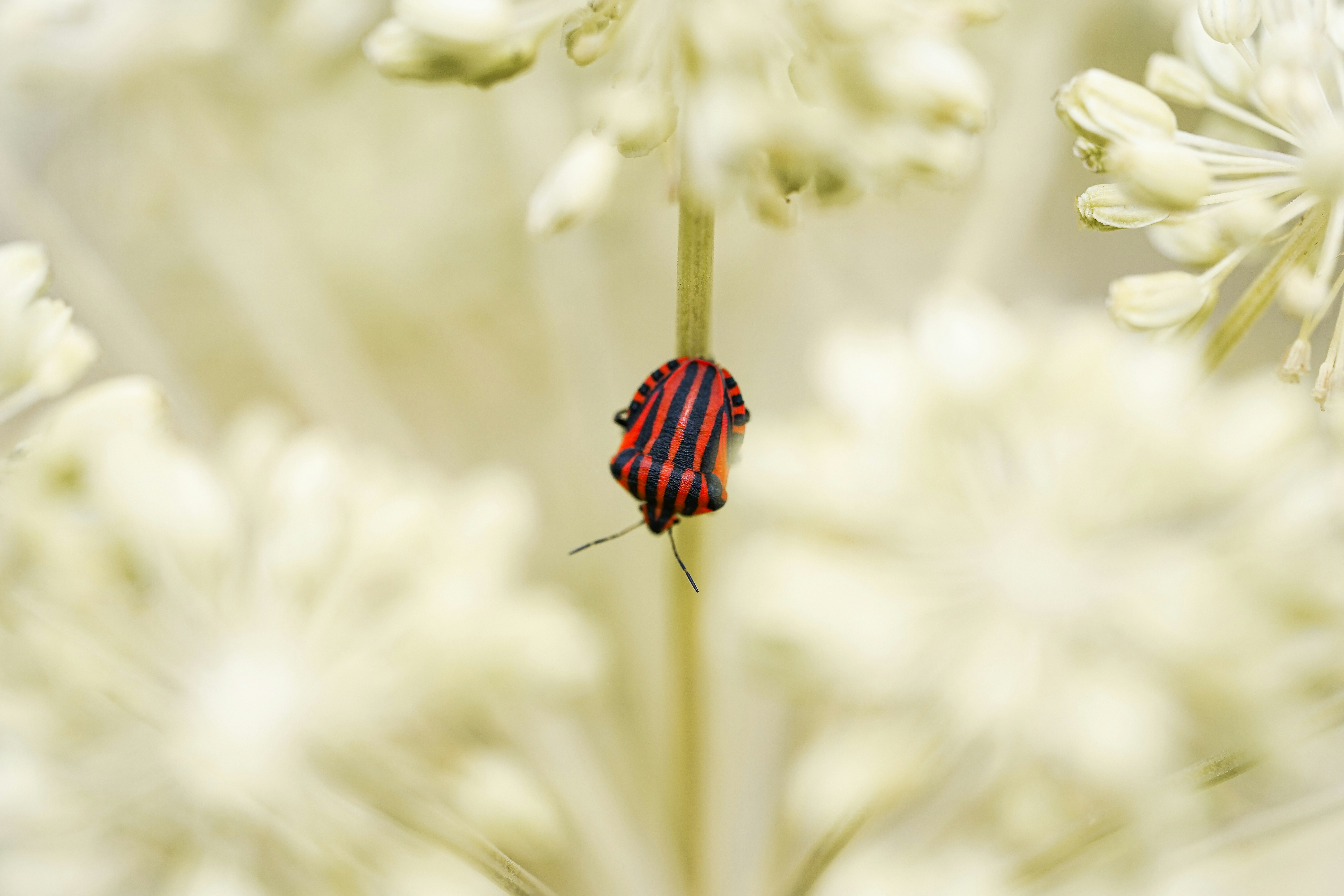 Red-and-Black Shieldbug on a Pale Bloom