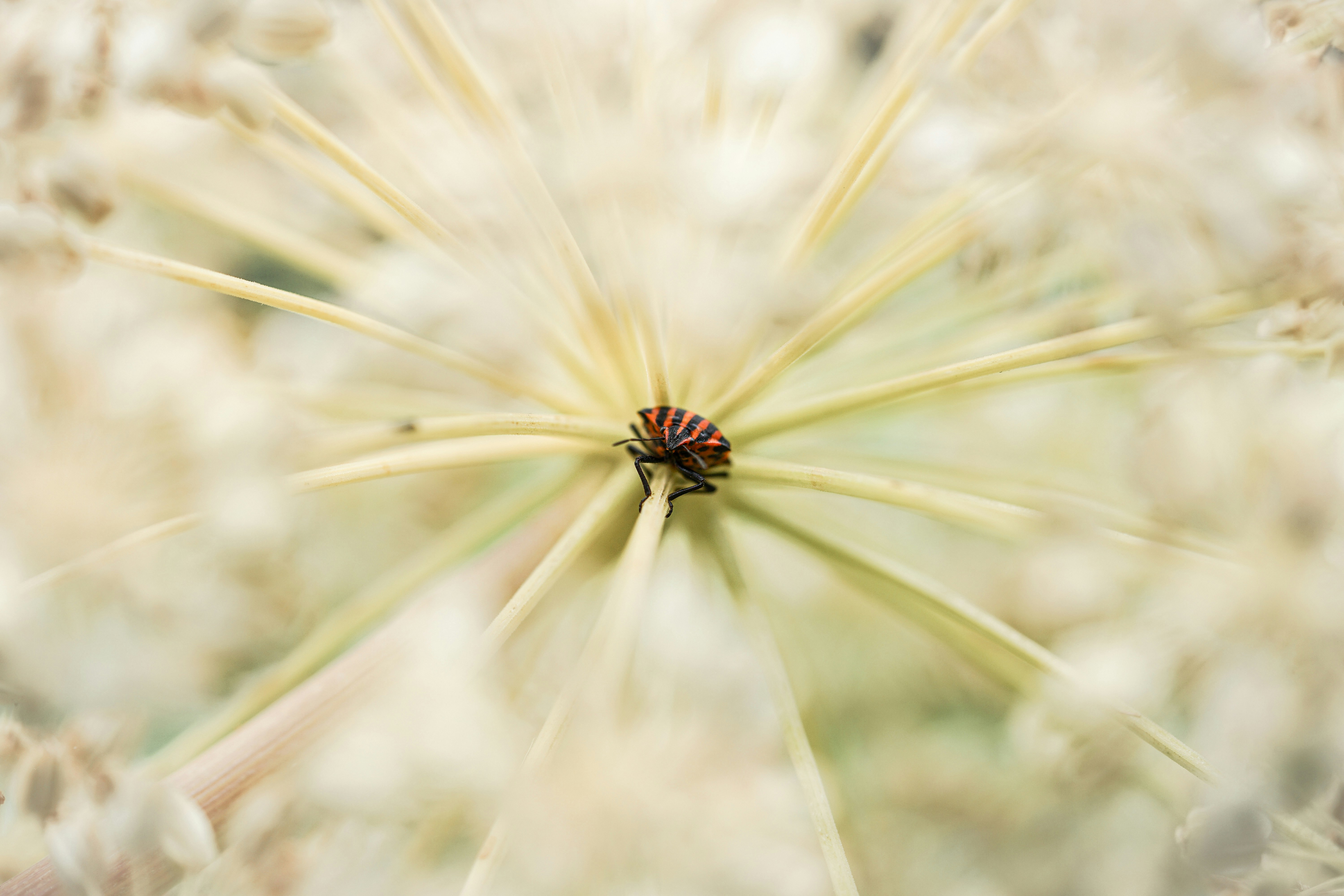 Heart of the Seedhead: A Tiny Beetle at the Dandelion’s Core