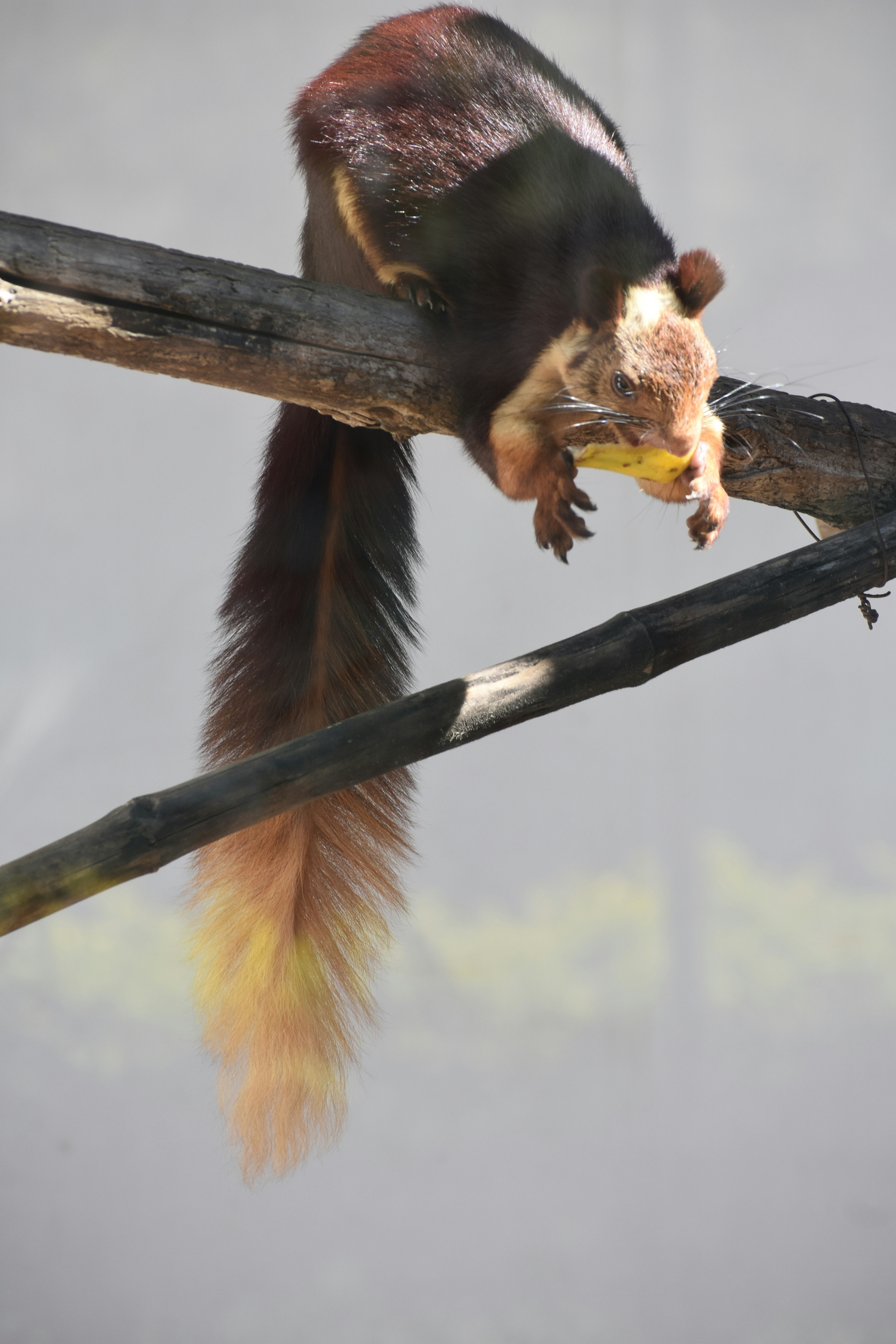 Sunlit Heist on a Slender Branch: Red Squirrel and a Golden Snack