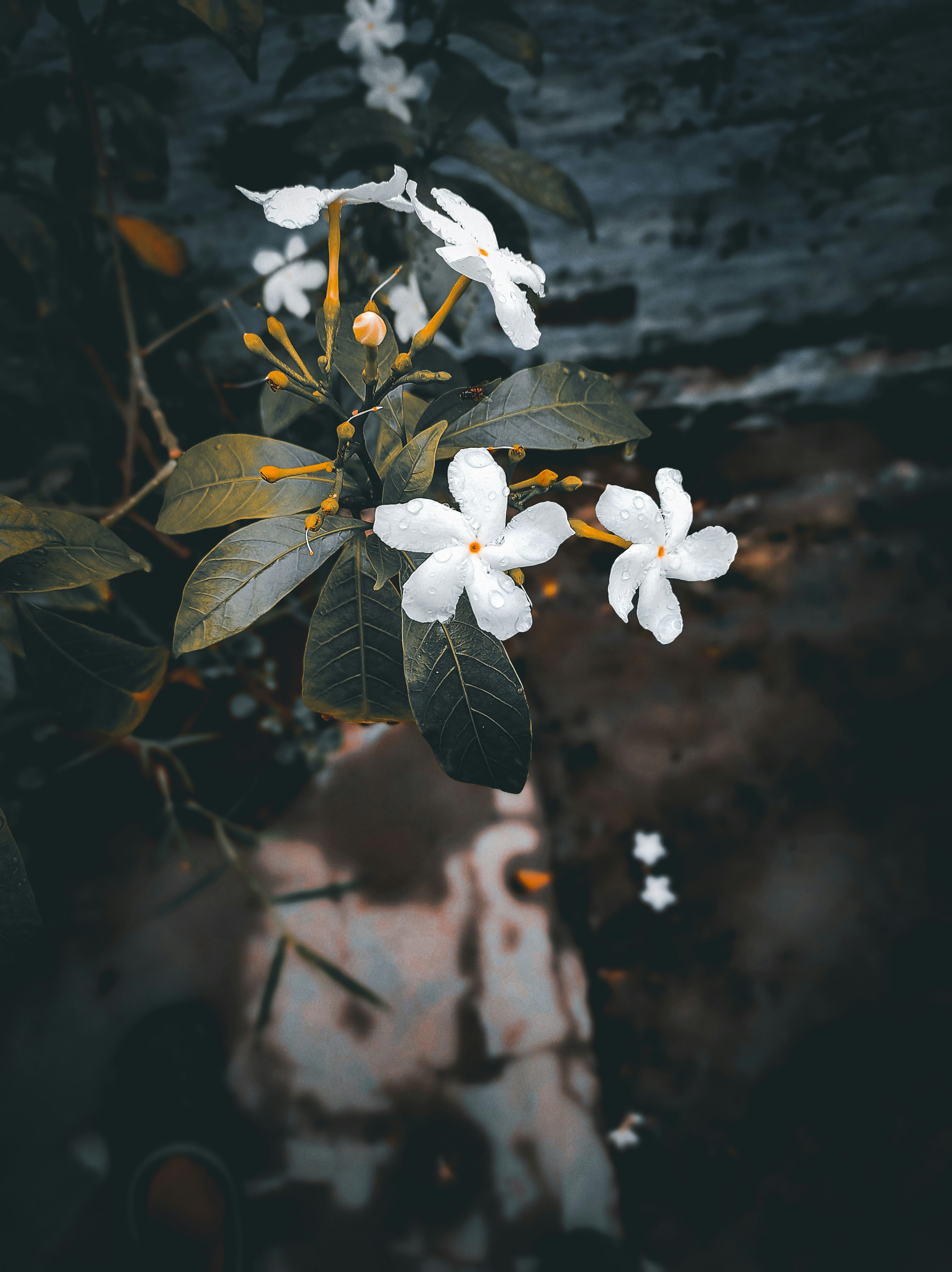 Rishi Chaurasia (@rishiedits89) | Unsplash Photo Community