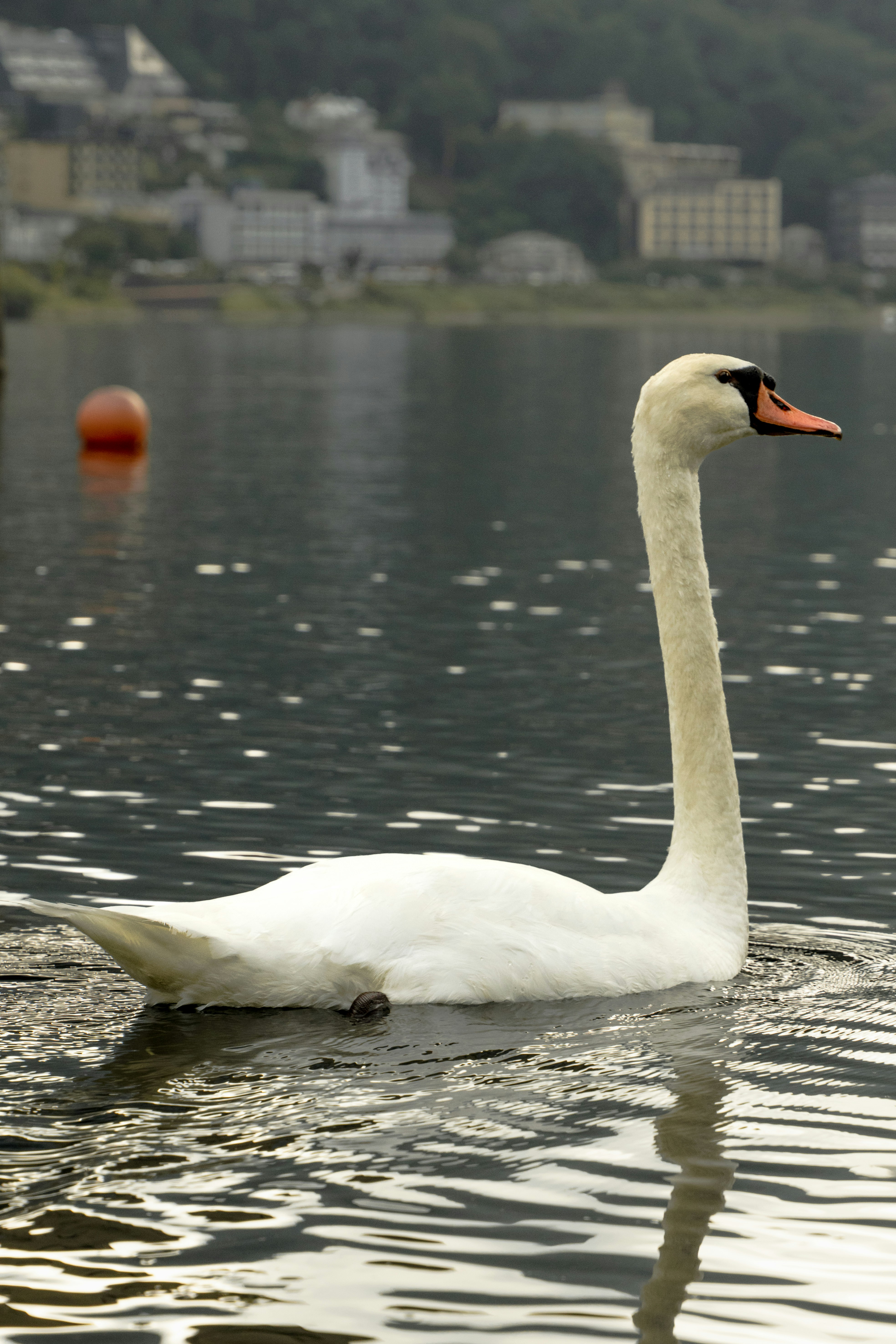 A graceful swan gliding across the tranquil waters, framed by distant buildings and a buoy. The calm surface reflects the serene ambiance of the scene.