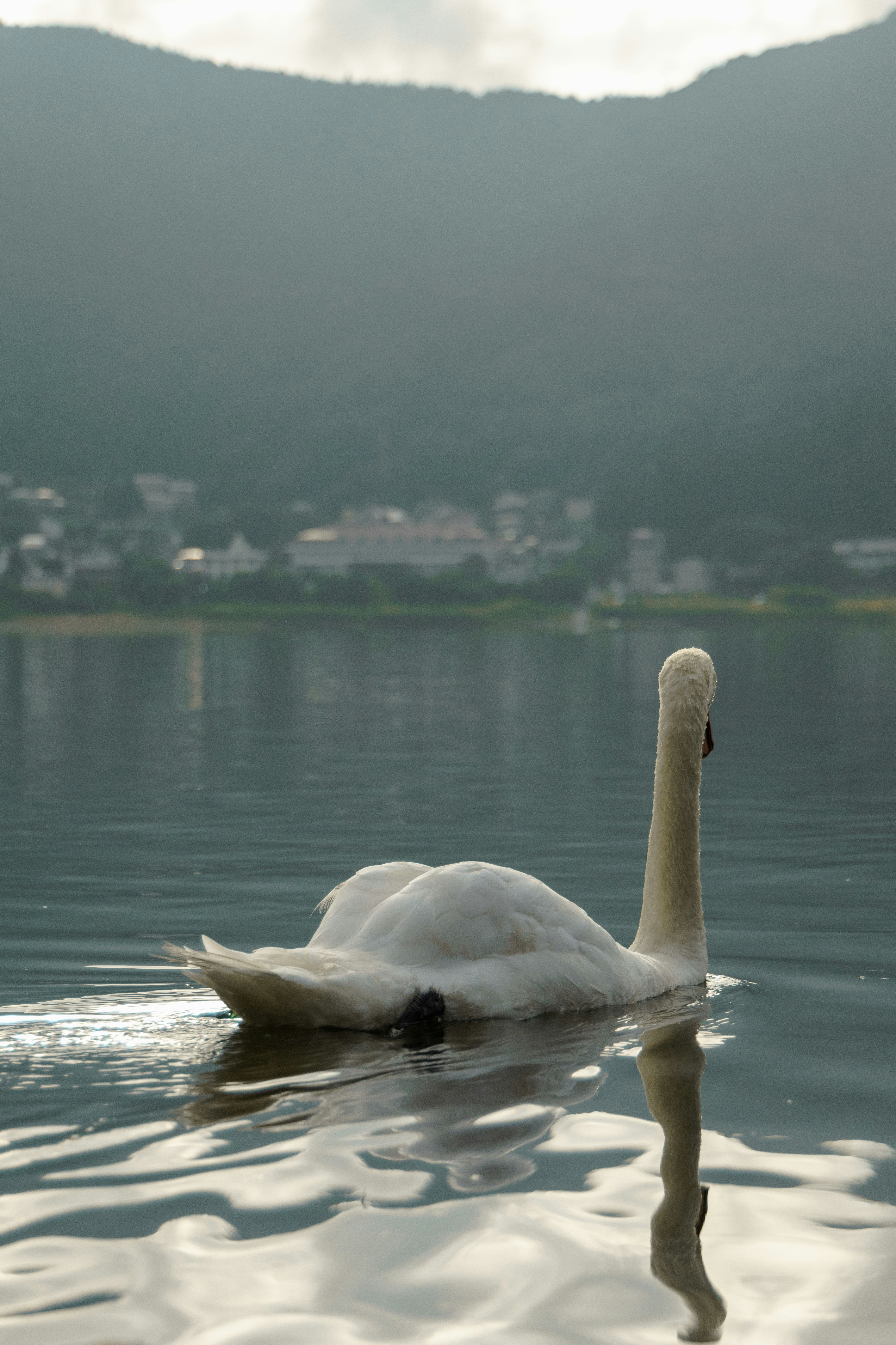 Glide and Glow: A Swan's Quiet Moment on an Alpine Lake