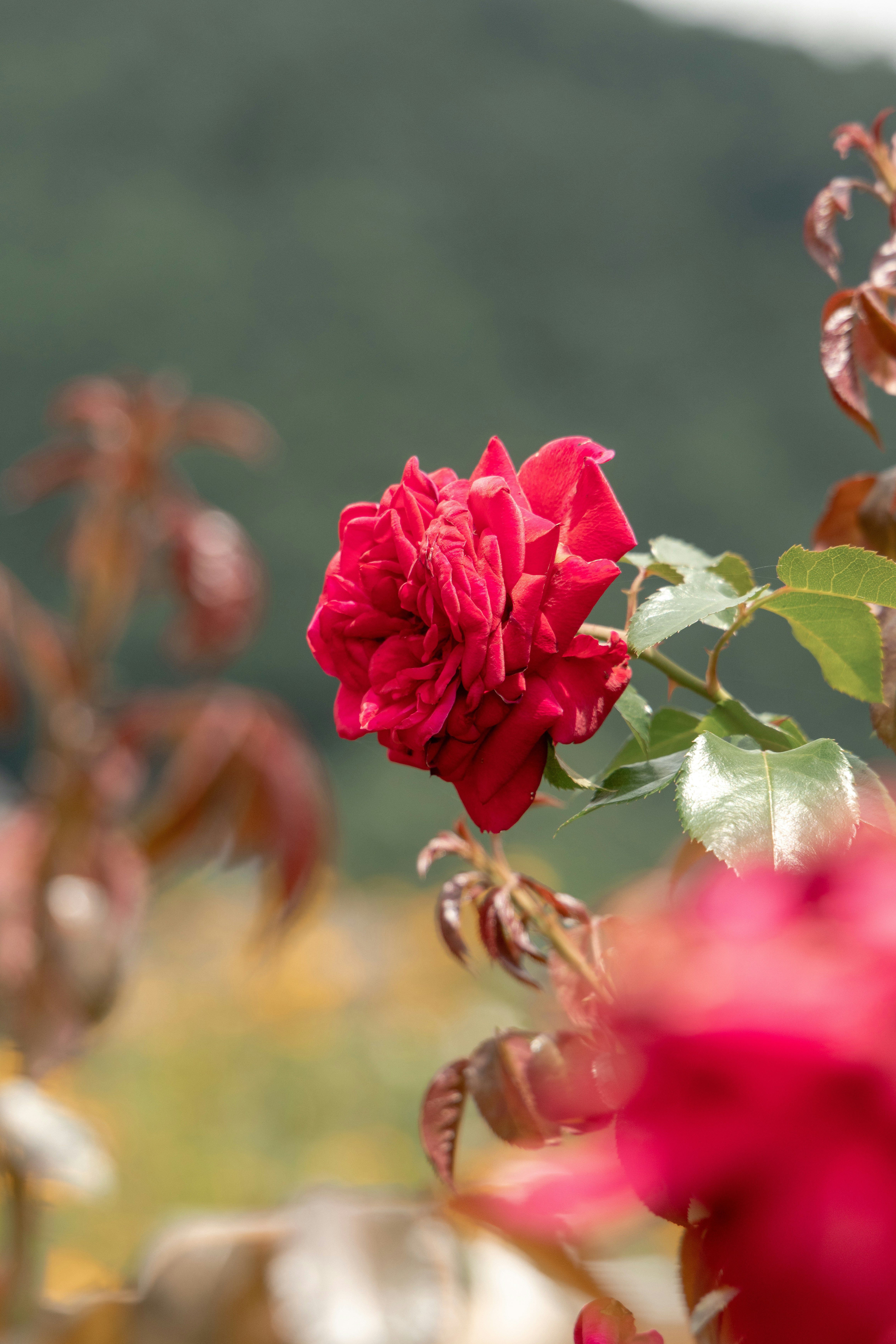 Velvet Red: A Close-Up Rose Against a Hushed Landscape