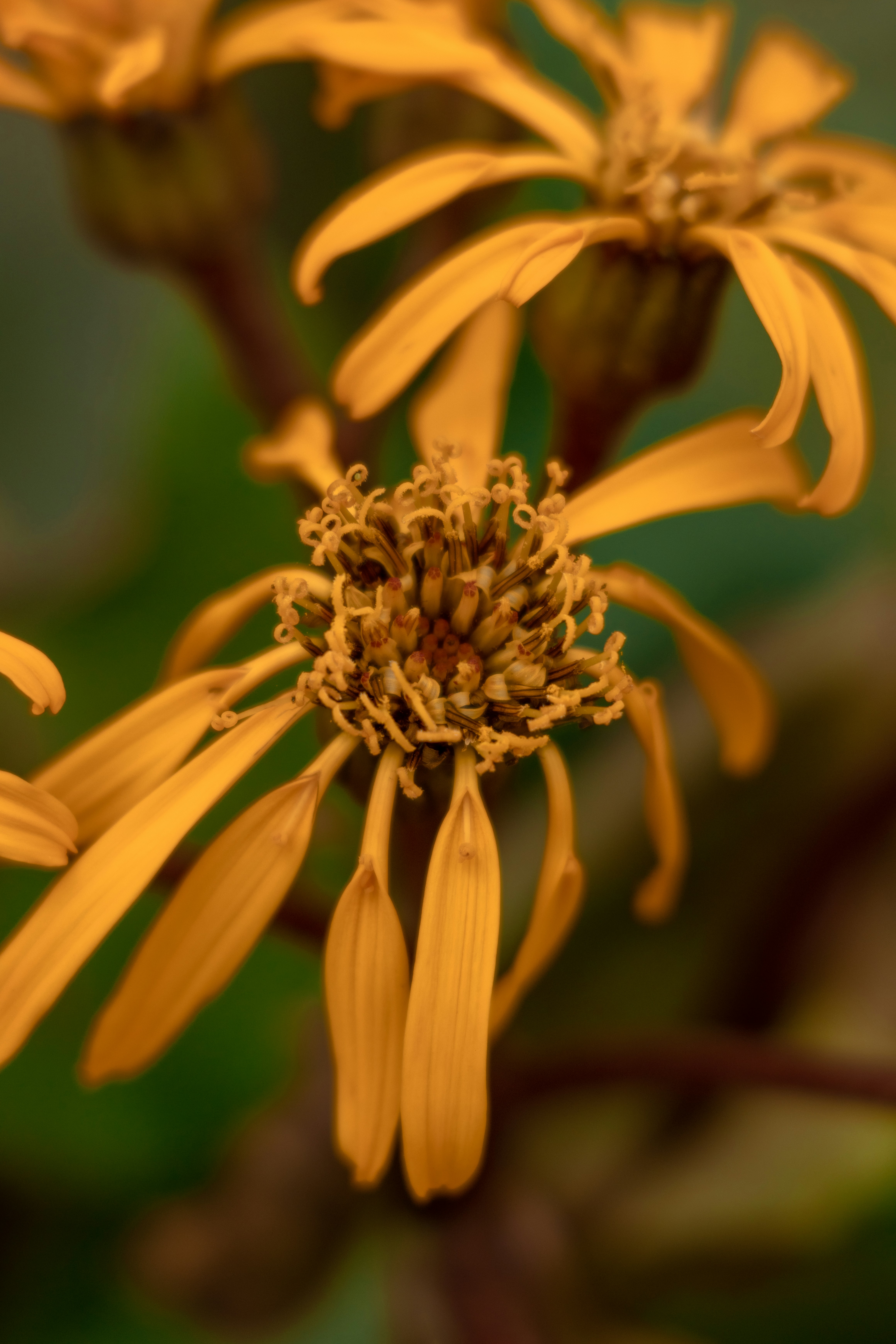 Golden Zest: A Macro Portrait of a Sunlit Core