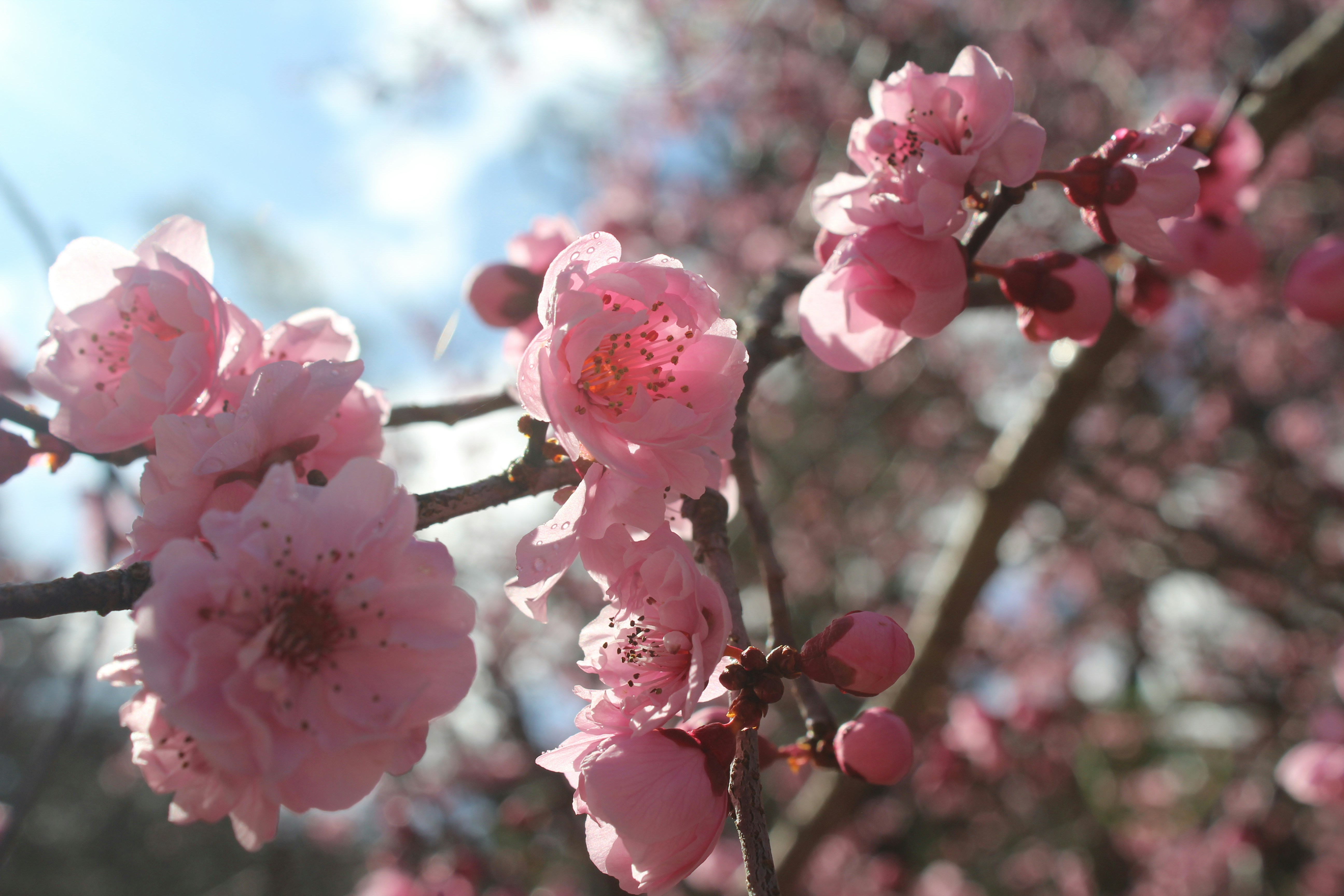 A close up of pink flowers photo – Free #early spring Image on Unsplash