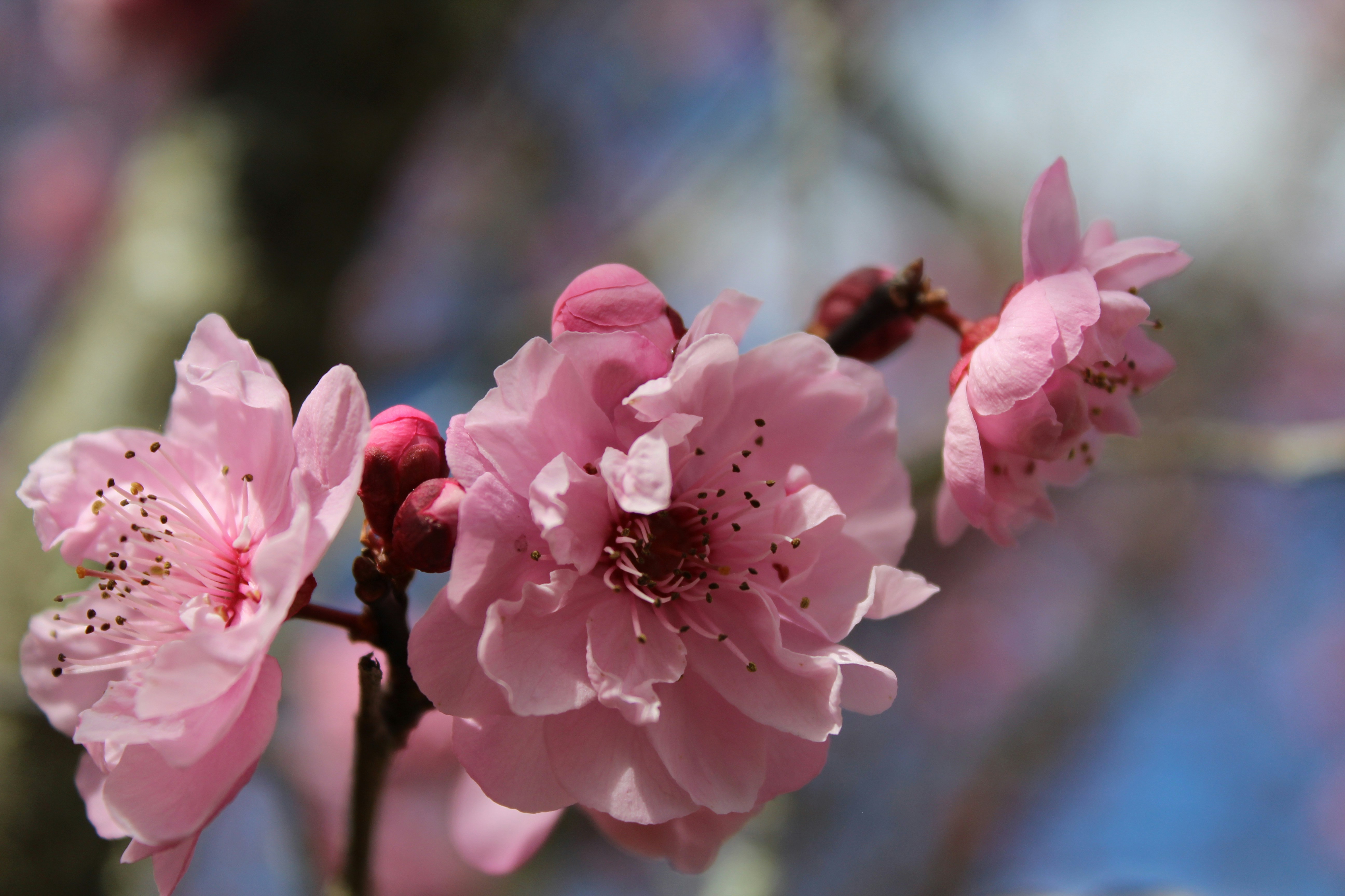 Delicate pink cherry blossoms emerge against a blurred background of blue sky and branches. The intricate details of the petals showcase the beauty of springtime.