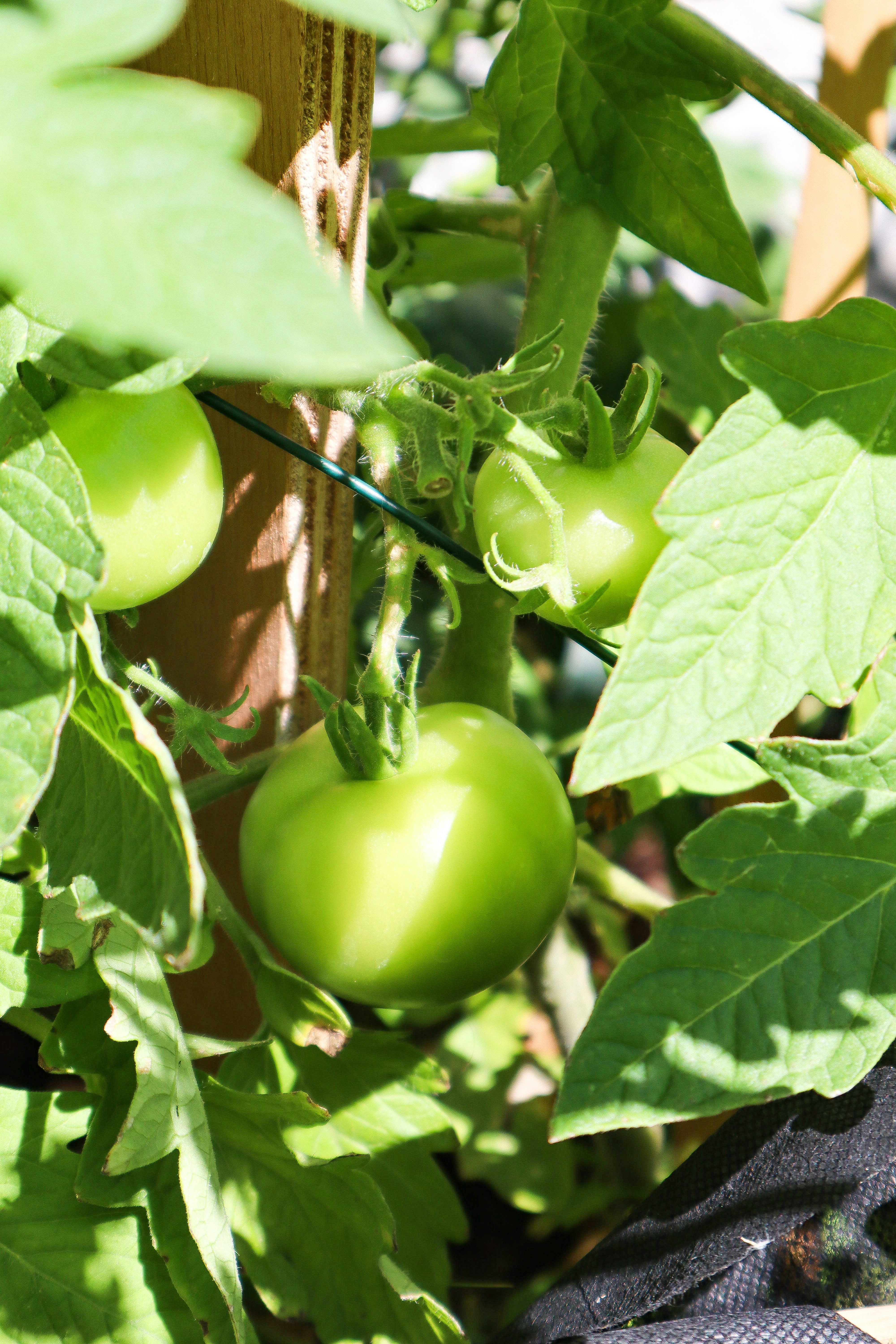 Gros plan d’un plant de tomate photo – Image gratuite de Tomates vertes ...
