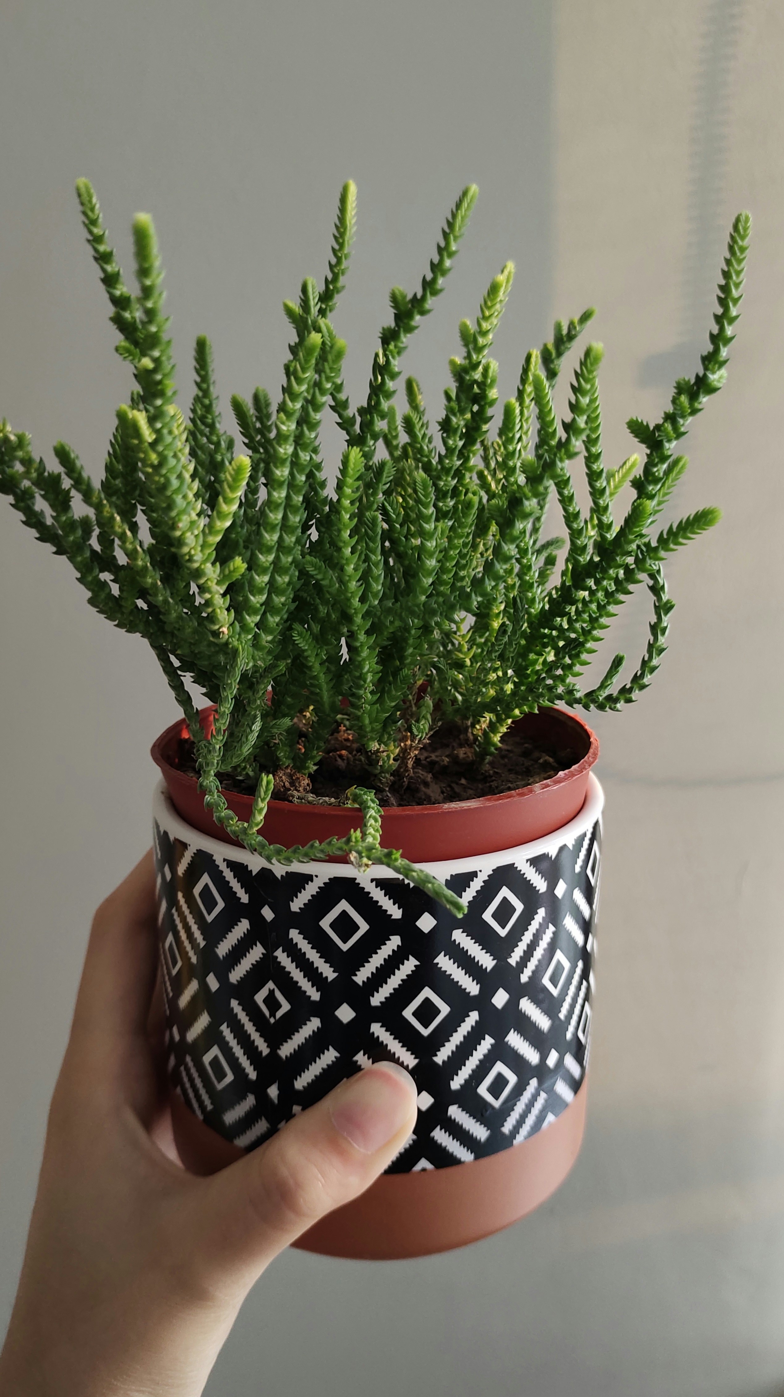 Close-up photograph of a hand holding a patterned ceramic pot housing a vibrant green succulent. The shot emphasizes the plant's vertical growth against a neutral indoor backdrop.