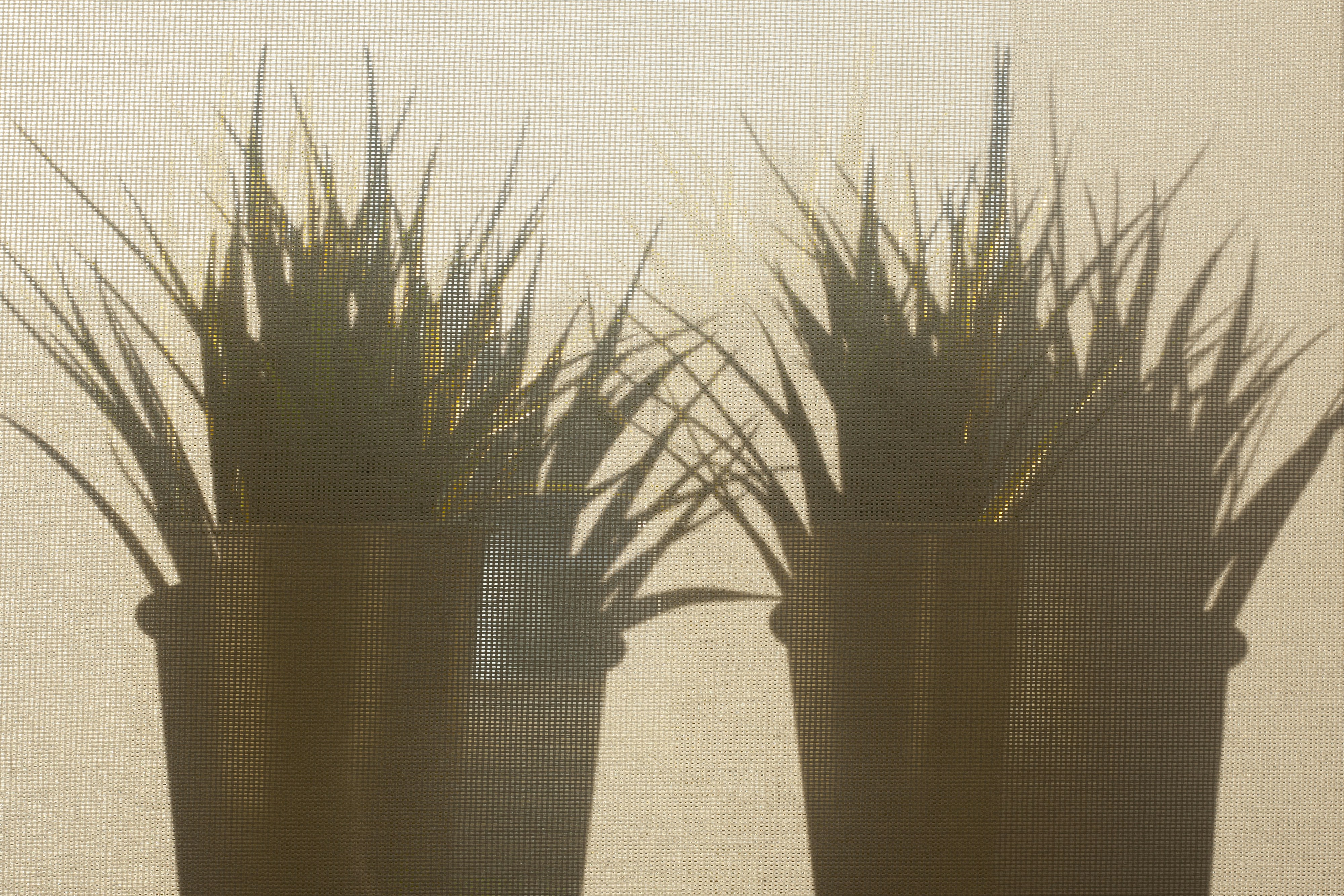 Two potted plants casting intricate shadows against a textured surface, illuminated by soft backlight.